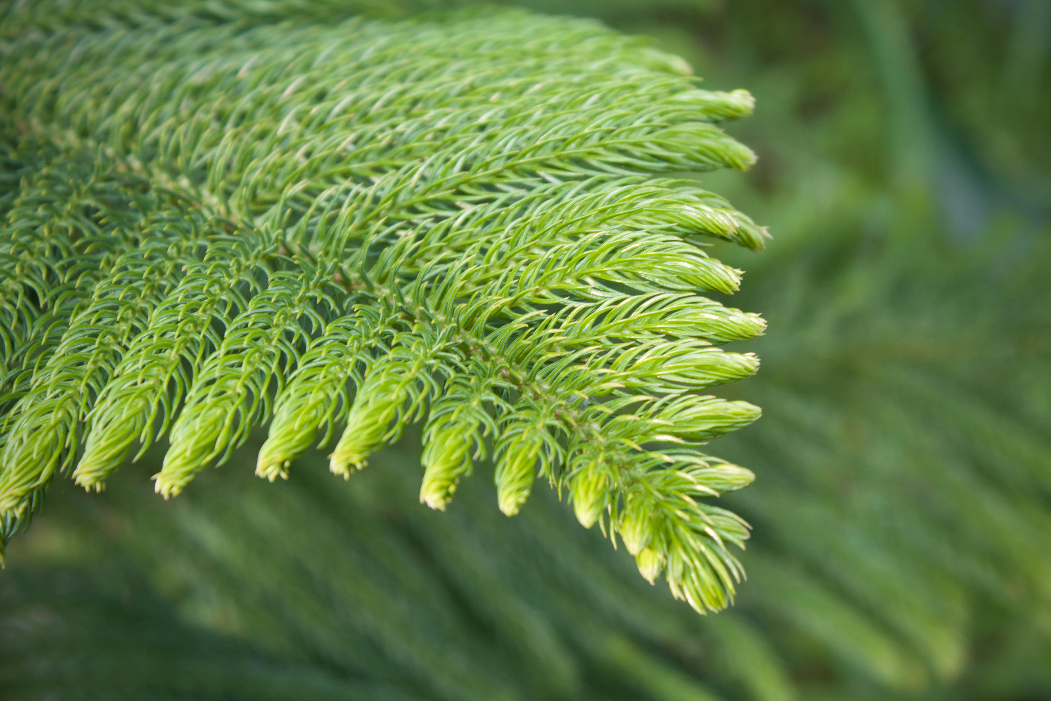Bright Palm Tree · Free Stock Photo