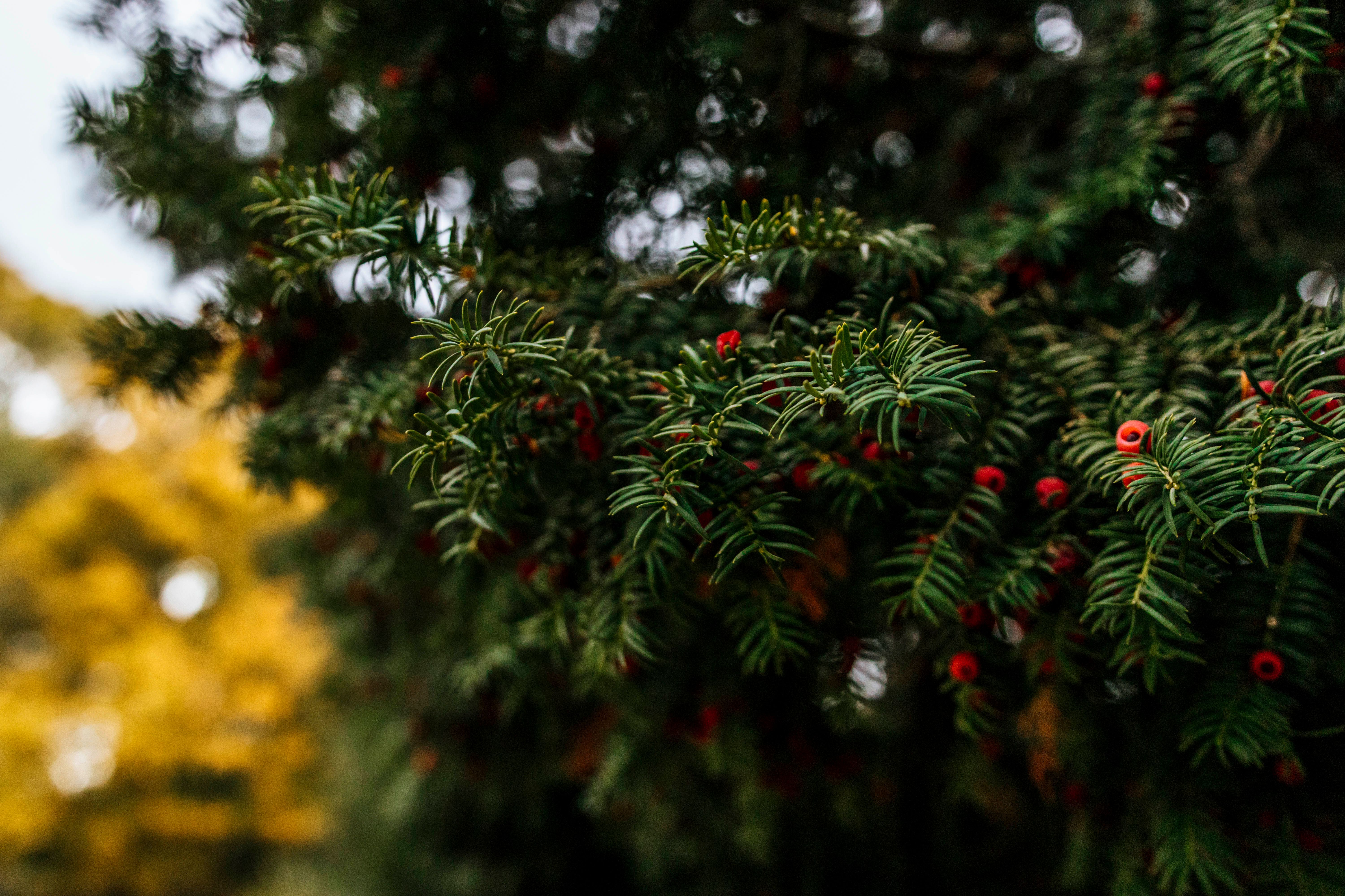 Conifer Color: Red Photos, Download Free Conifer Color: Red Stock ...