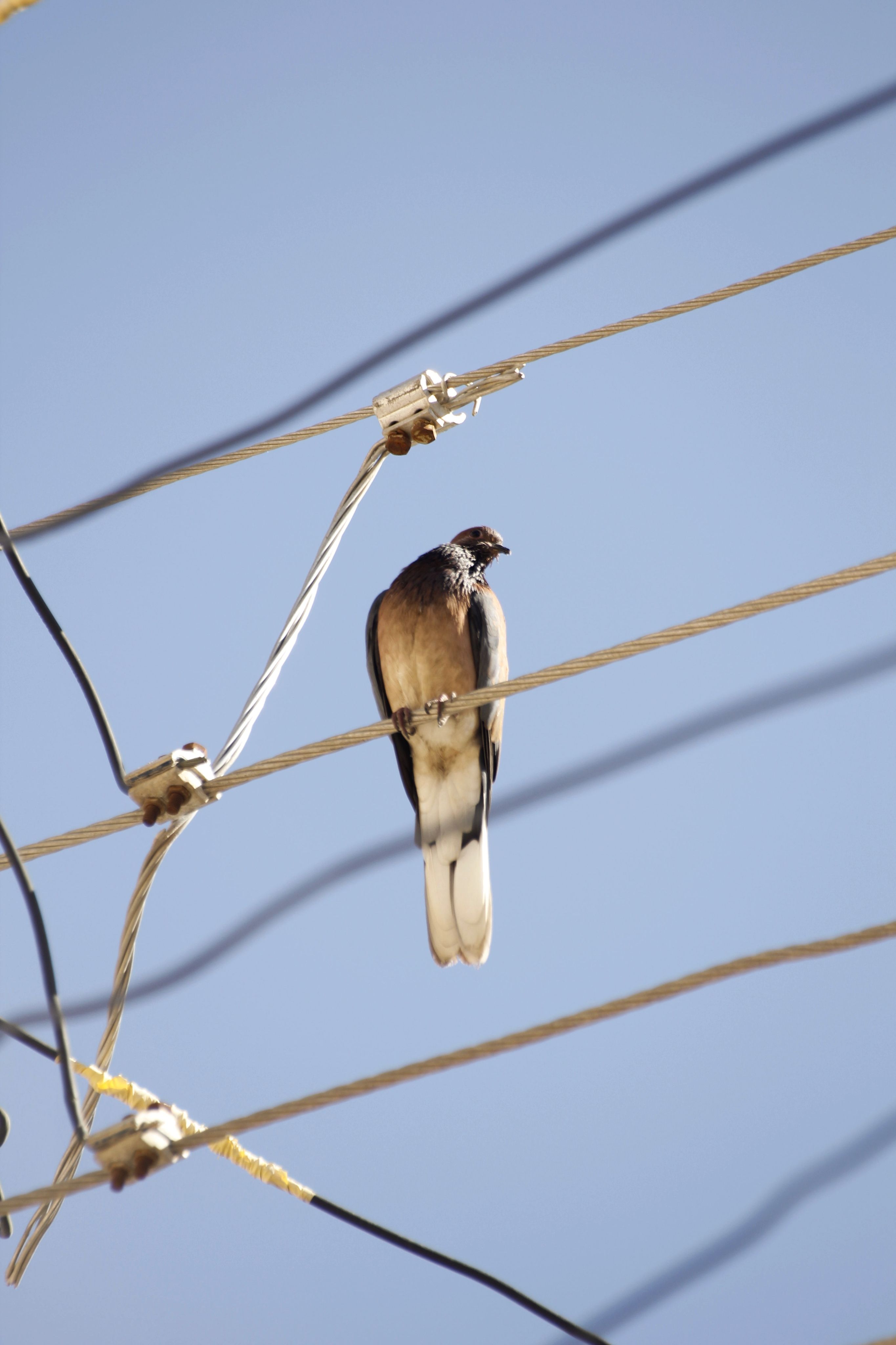 Pigeon On Wires Photos, Download The BEST Free Pigeon On Wires Stock ...