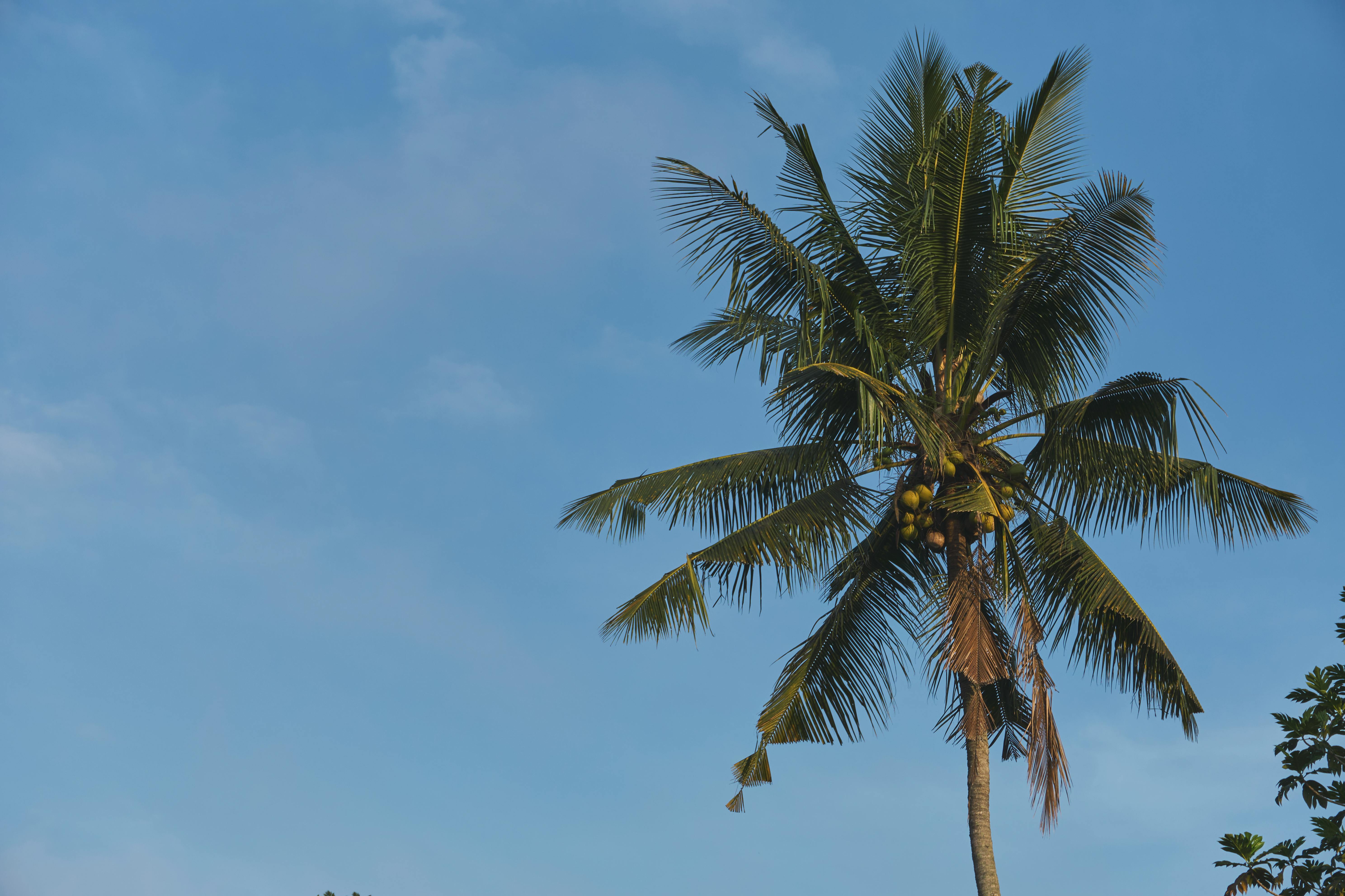 Bright Palm Tree · Free Stock Photo