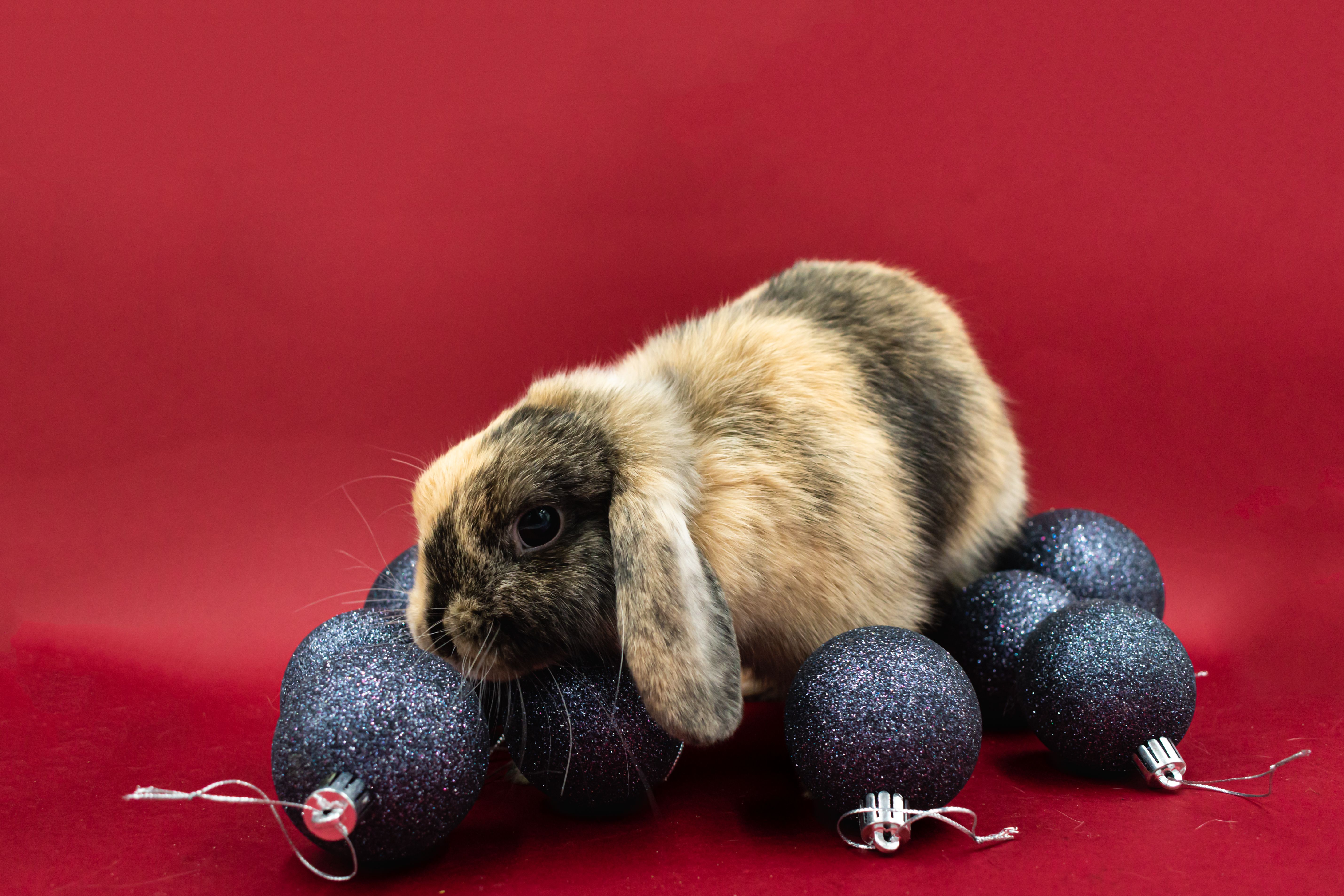 Christmas Bunnies Photos, Download The BEST Free Christmas Bunnies ...