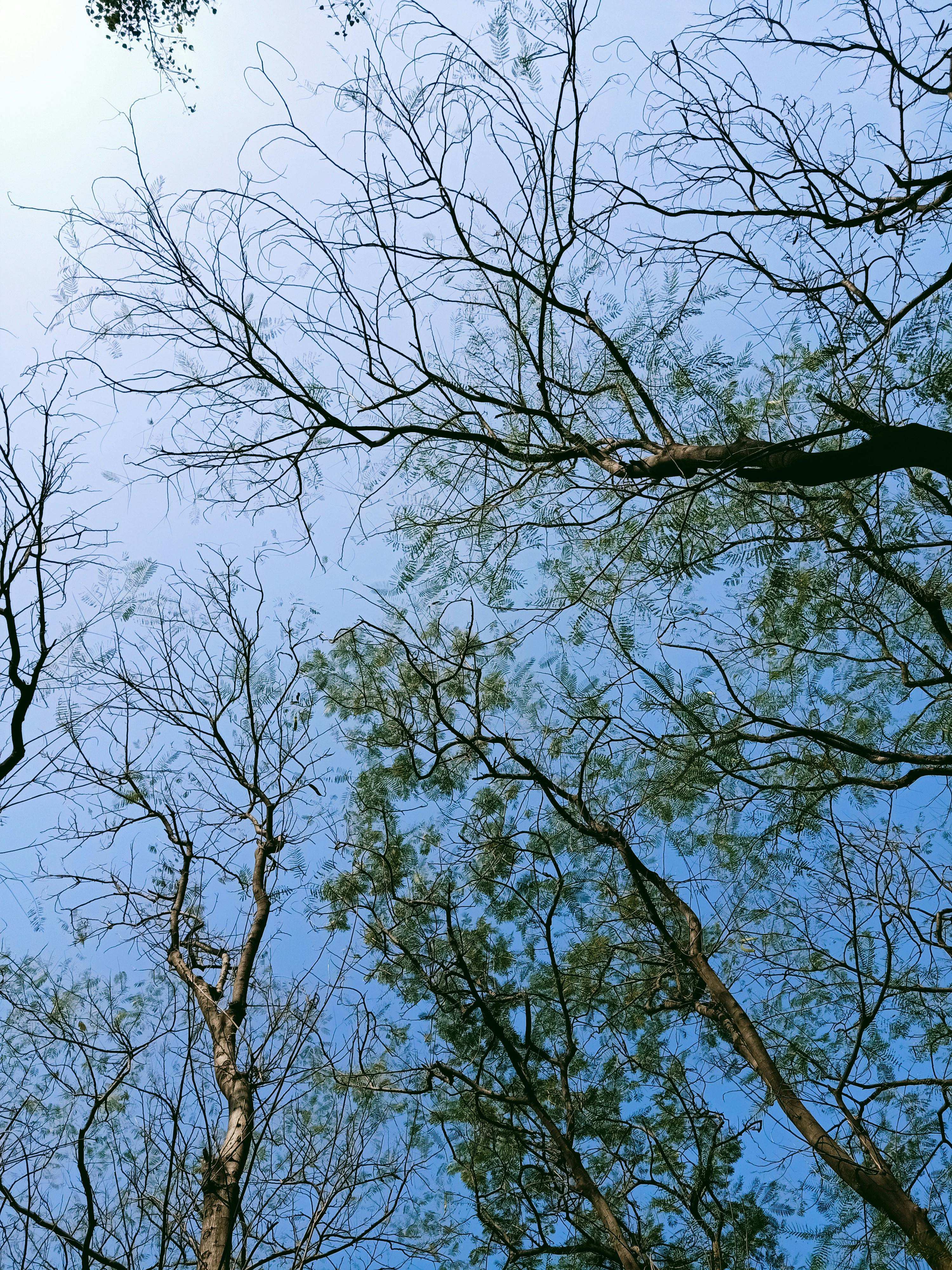 Clear Sky over Trees · Free Stock Photo