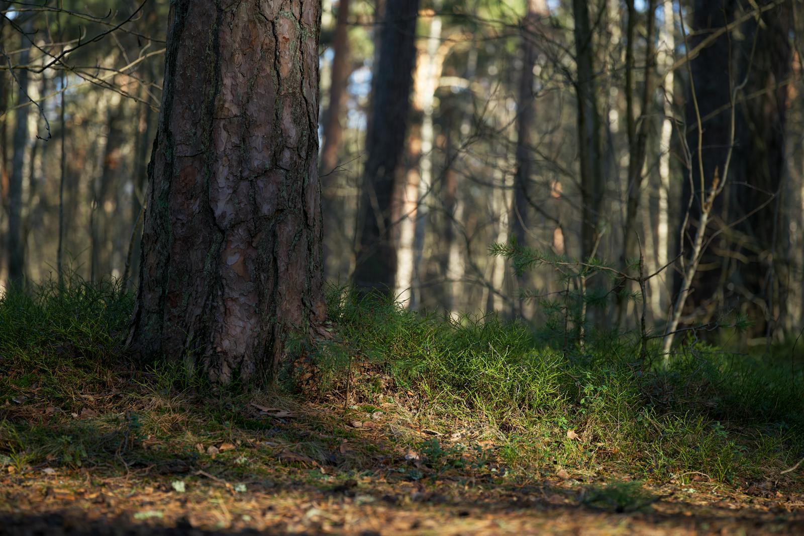 Grass In Forest Photos, Download The BEST Free Grass In Forest Stock ...