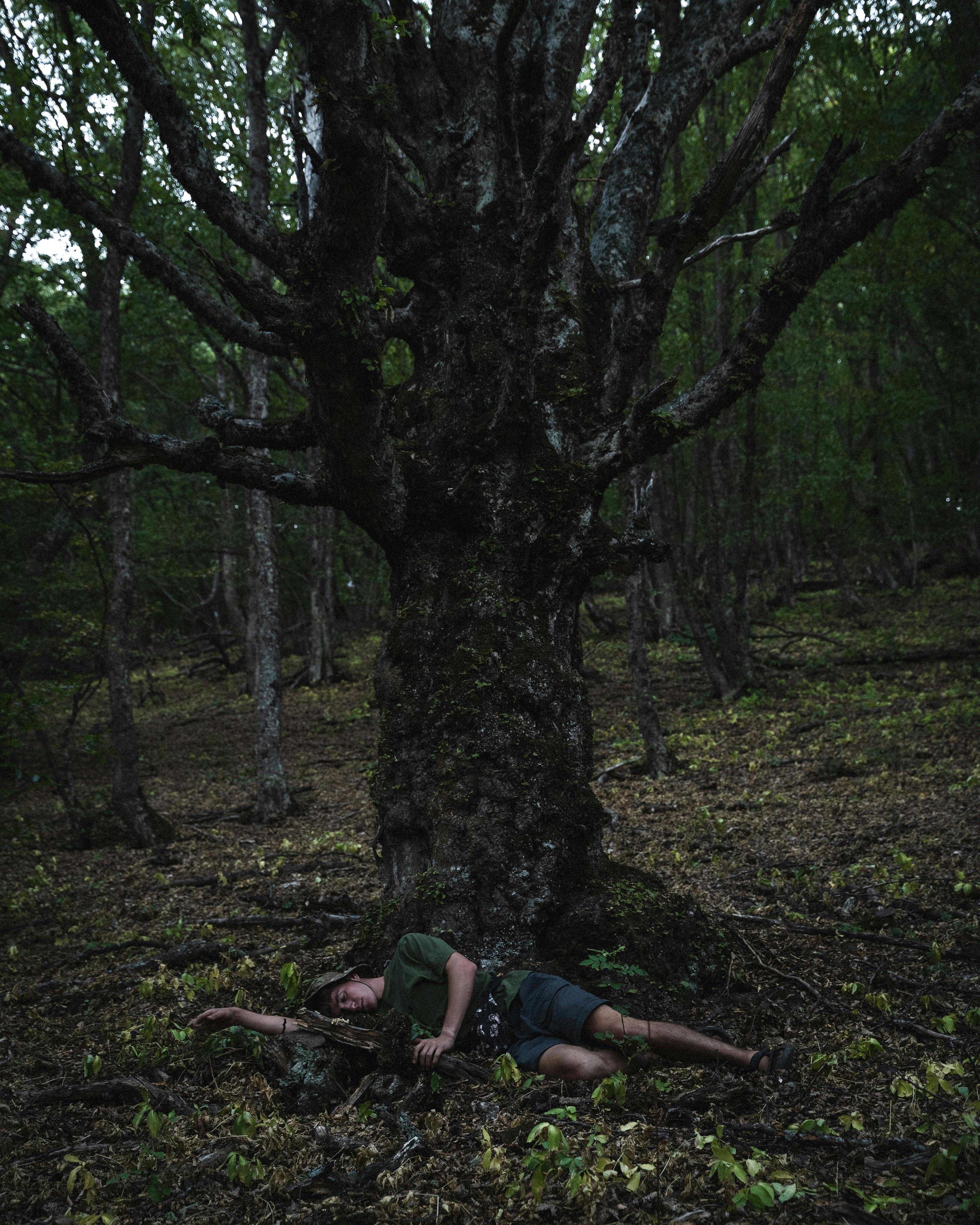 Young Man Lying under the Tree · Free Stock Photo