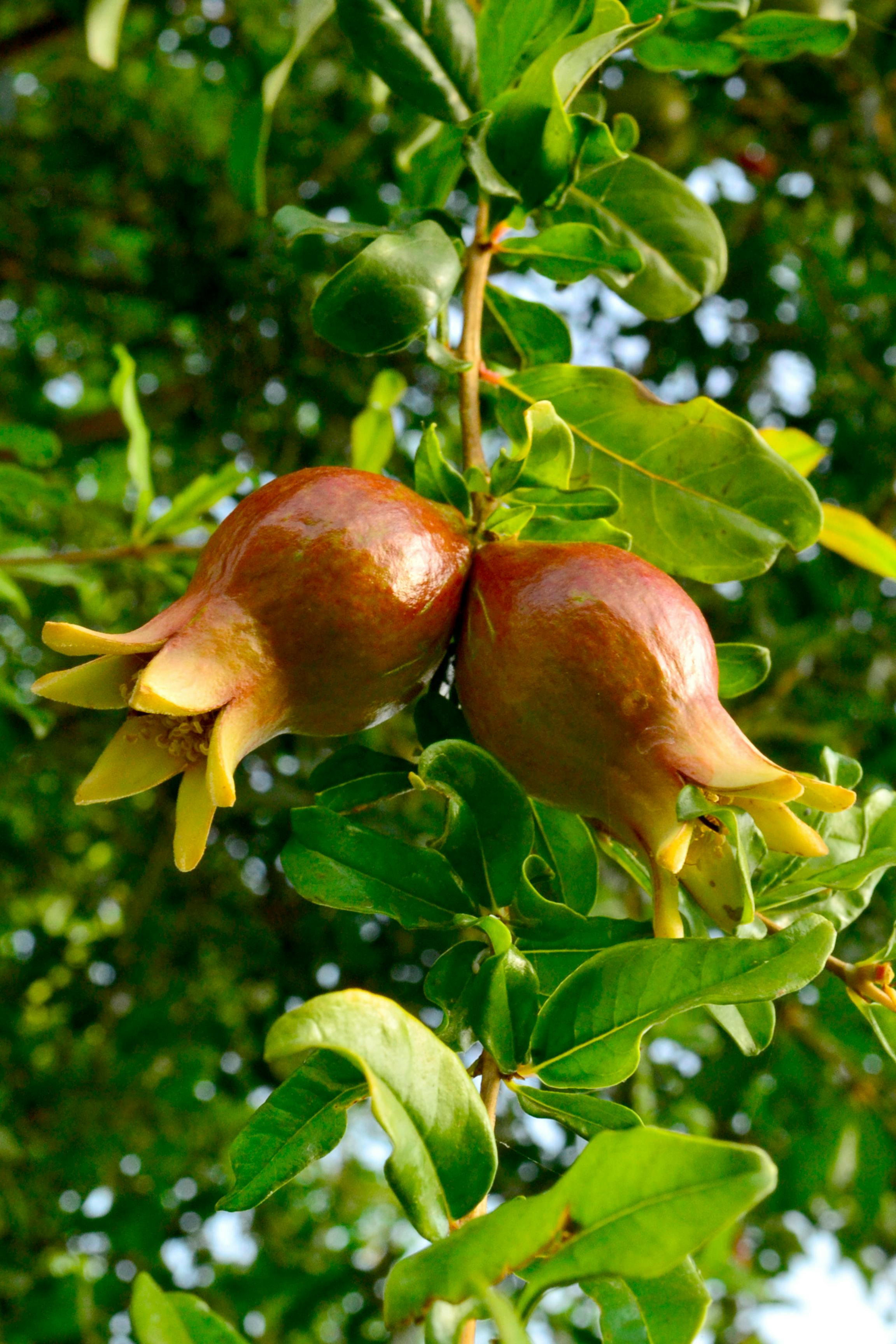 Summer Fruit Photos, Download The BEST Free Summer Fruit Stock Photos ...