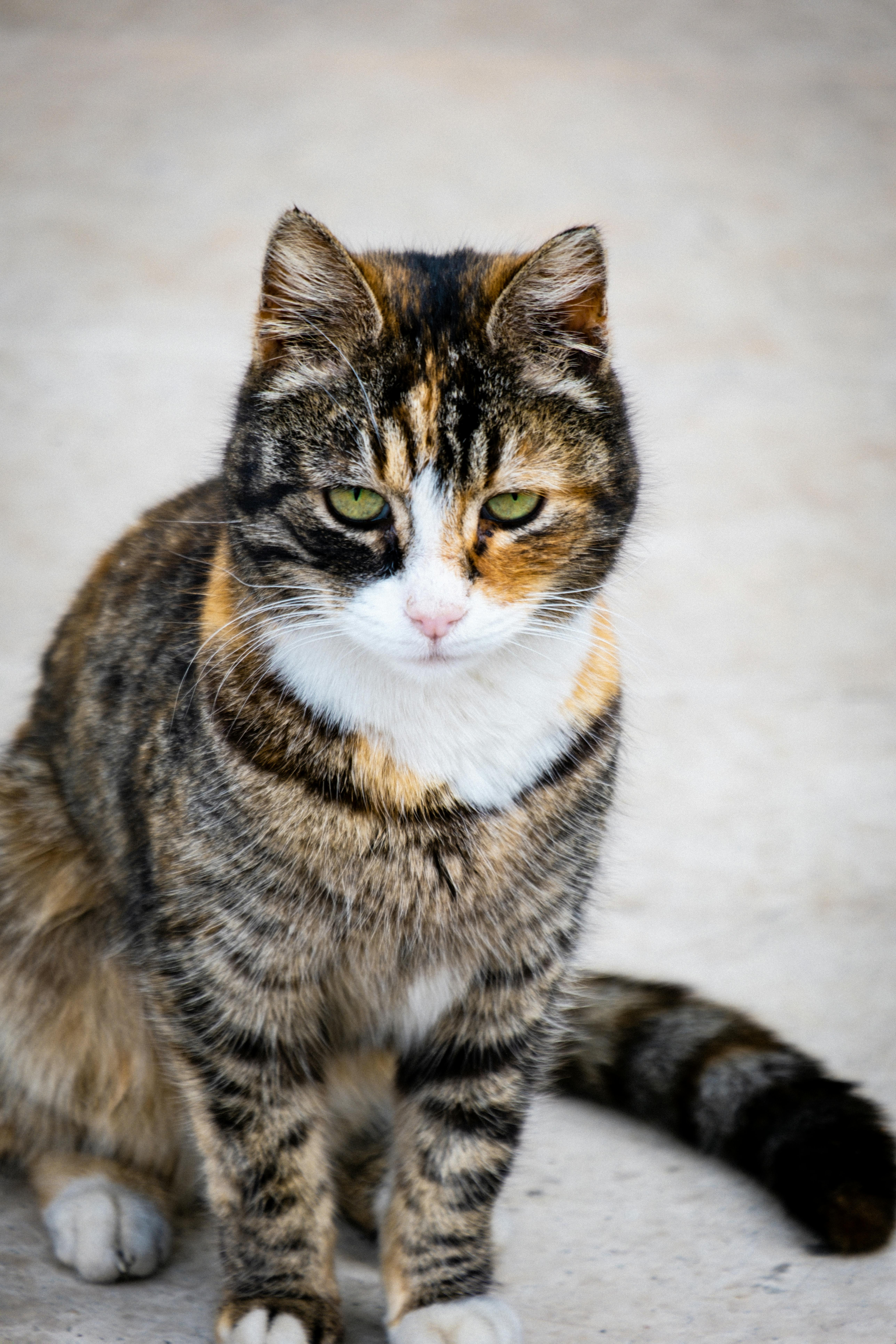 Photo of a Looking Cat · Free Stock Photo