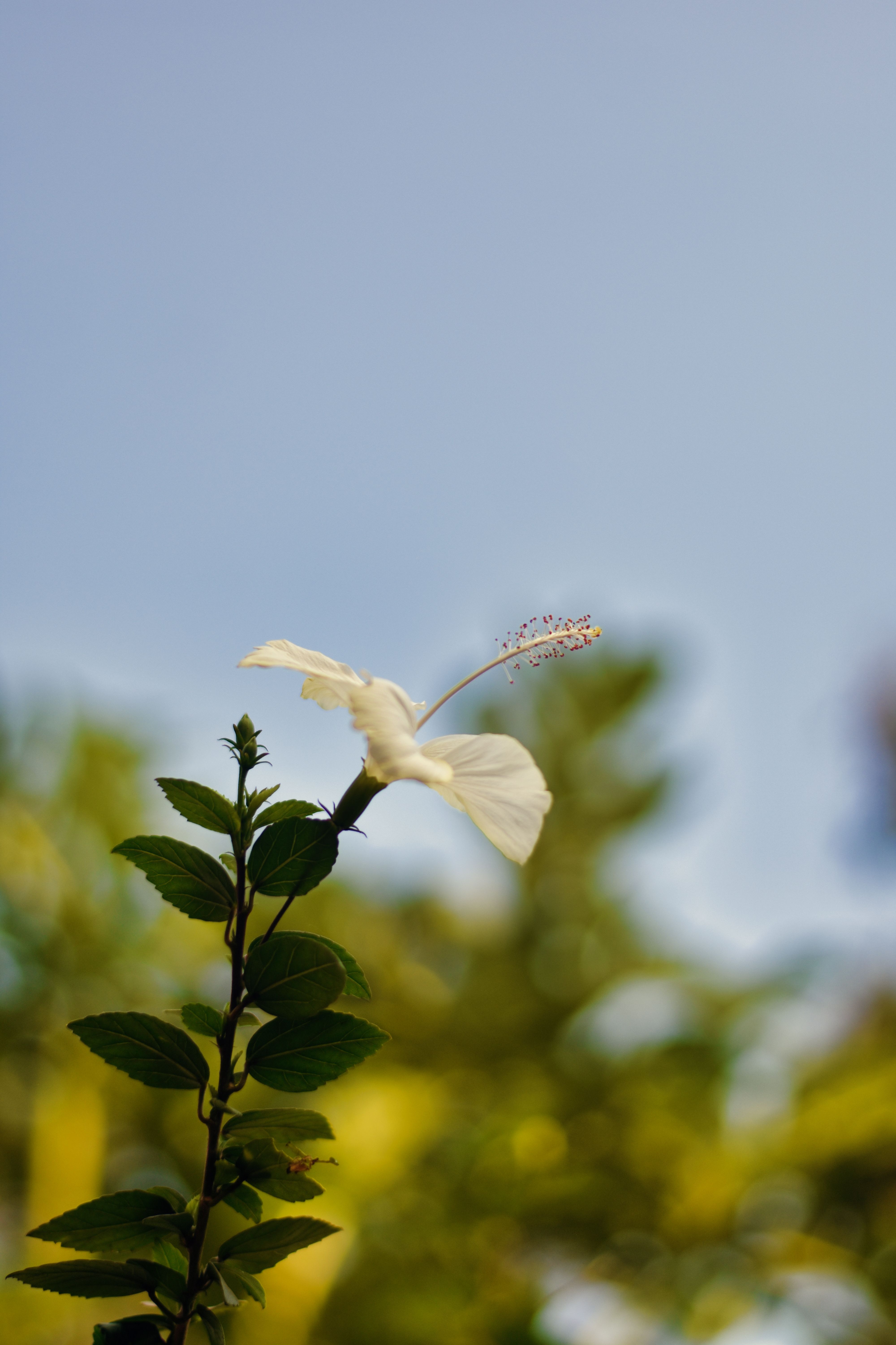 Sun Hibiscus Photos, Download The BEST Free Sun Hibiscus Stock Photos ...