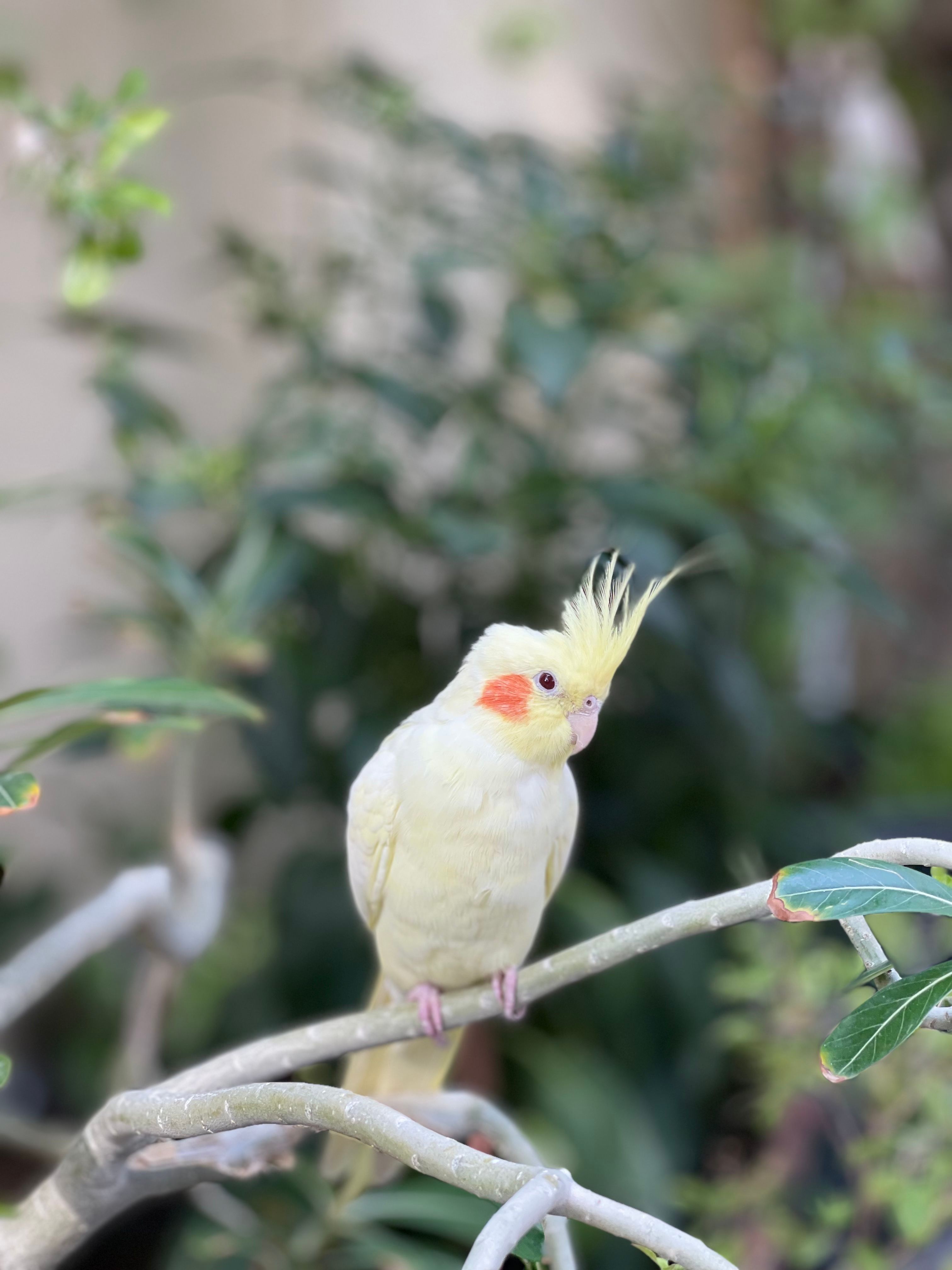 Cockatiel Photos, Download The BEST Free Cockatiel Stock Photos & HD Images