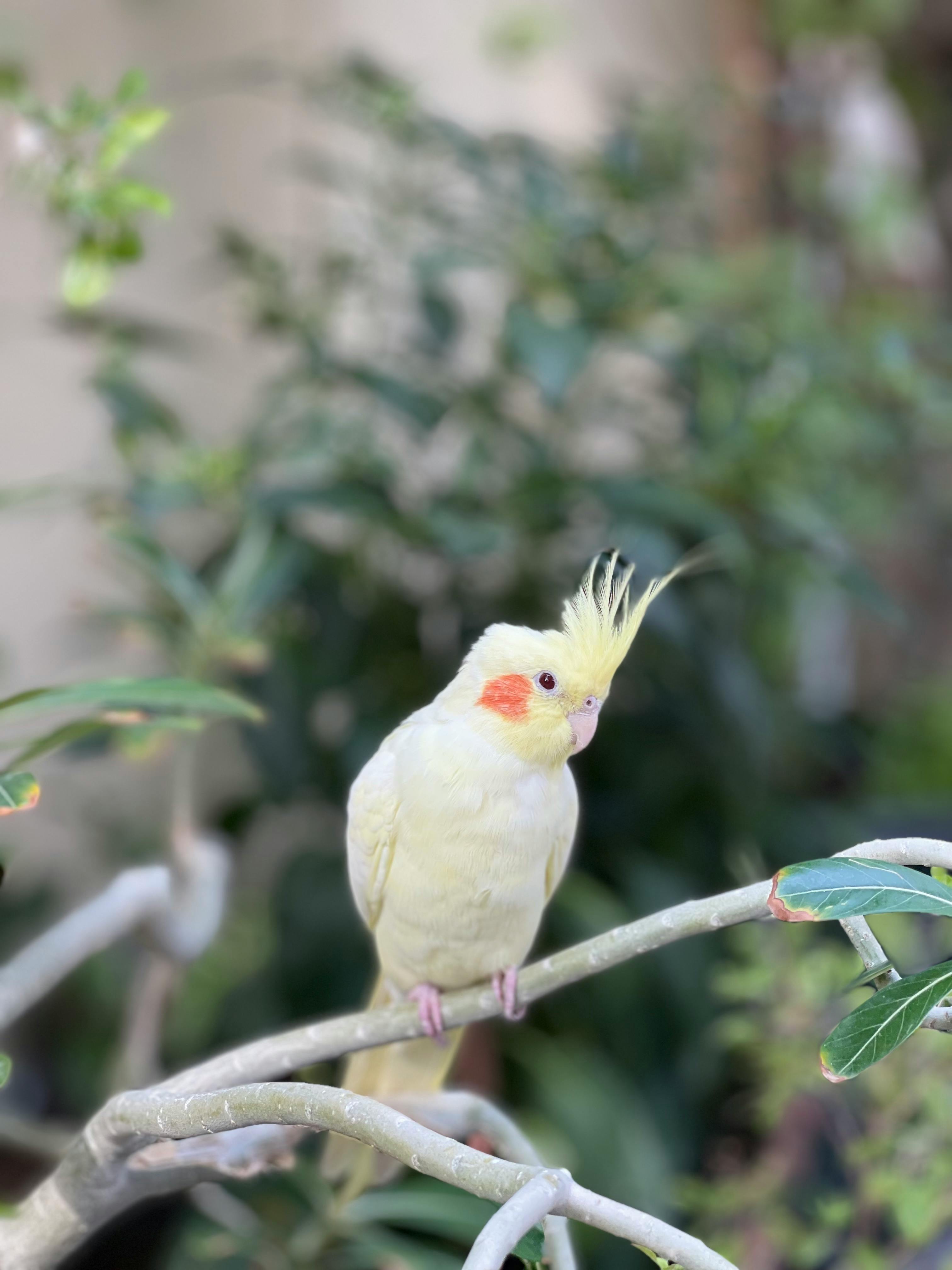 Close-up Photo of Cockatiels · Free Stock Photo