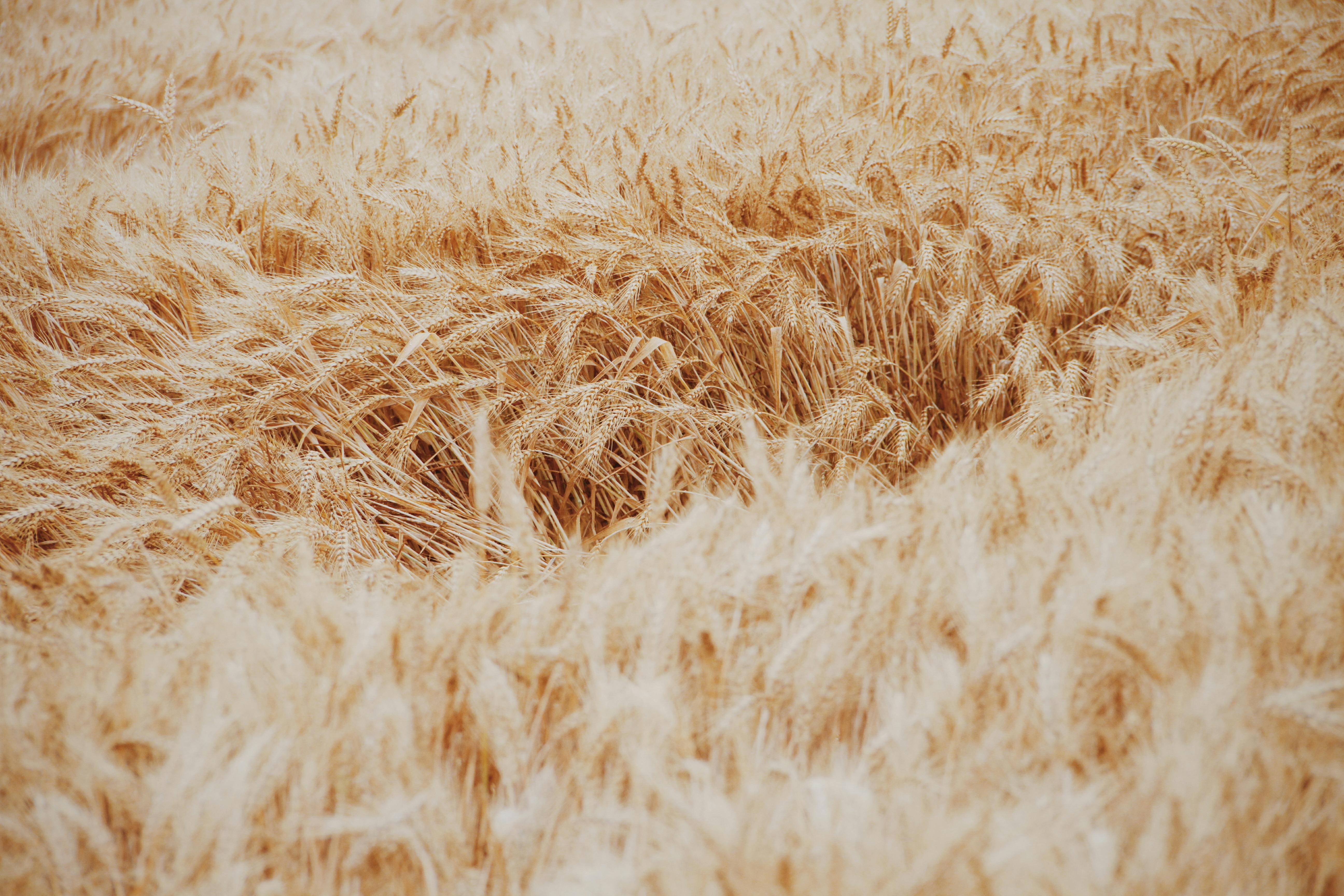 Youtube Growth Photos, Download The BEST Free Youtube Growth Stock ...