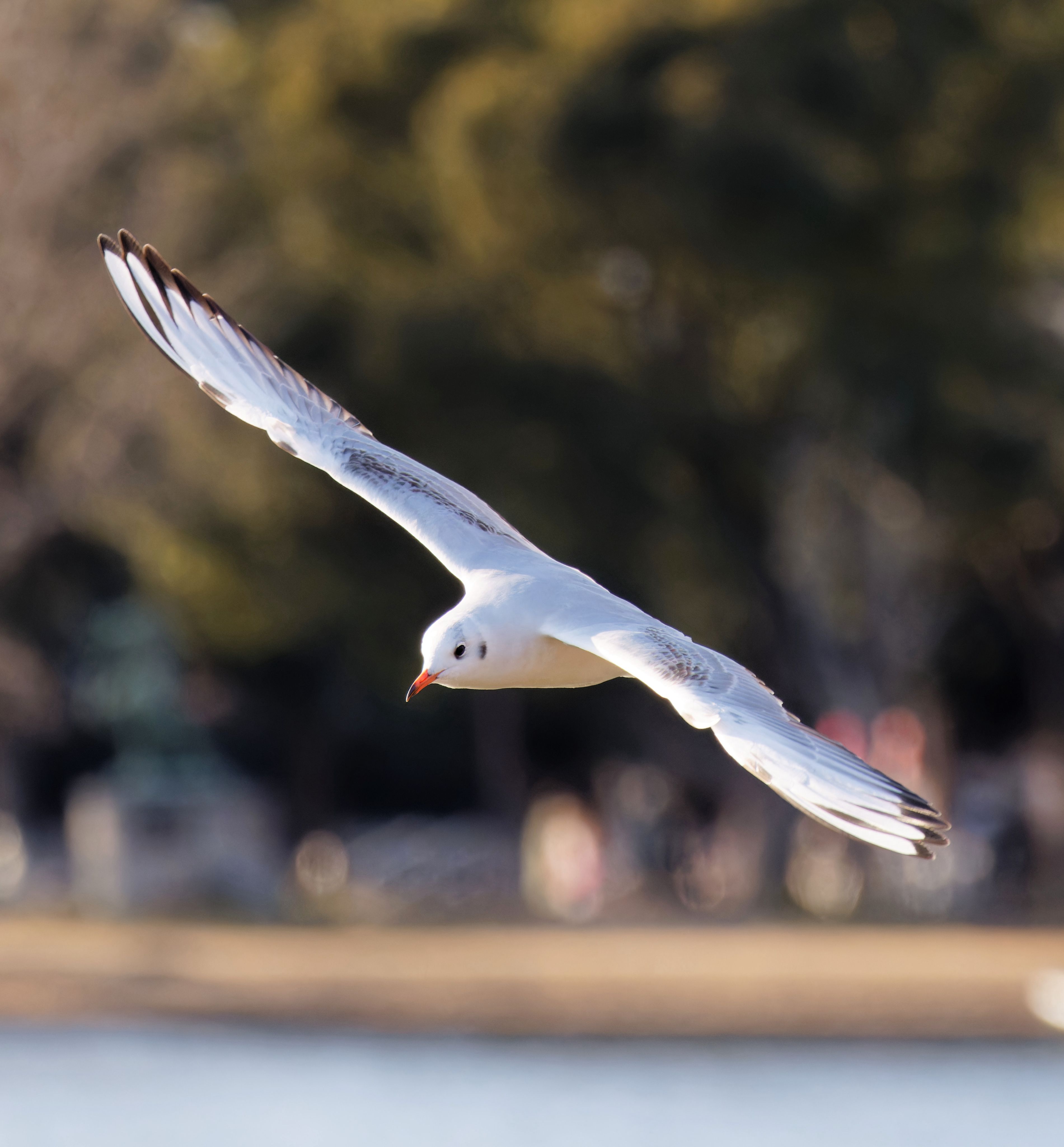 Close up of a Seagull Flying · Free Stock Photo