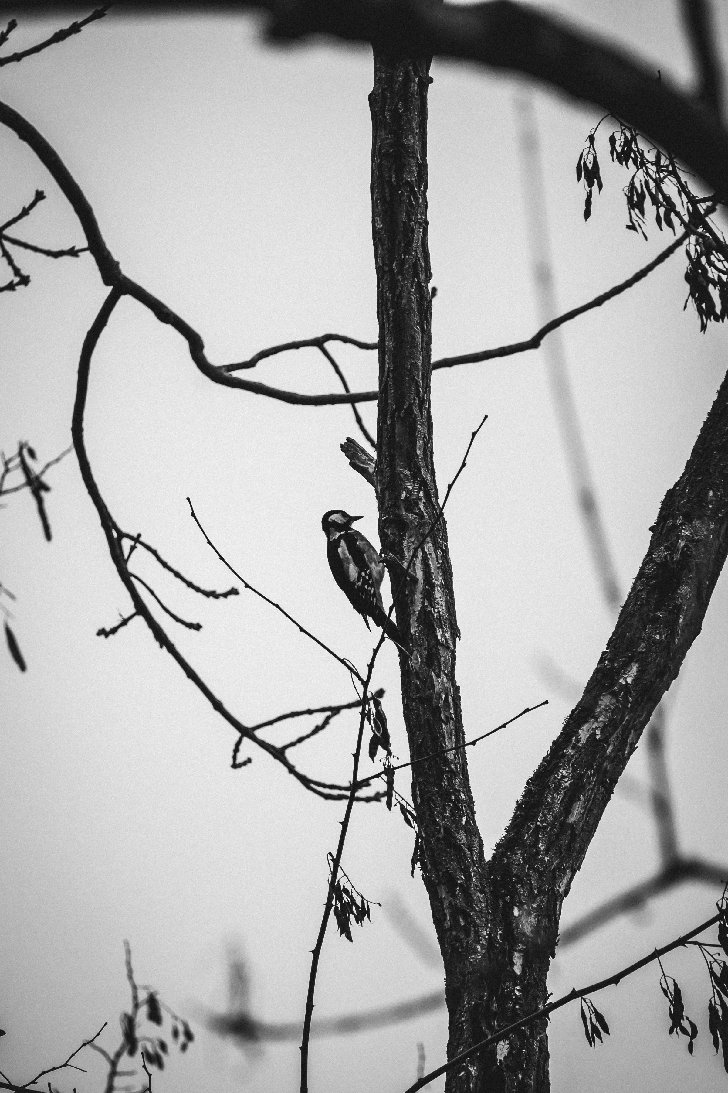 A Woodpecker Pecking a Tree · Free Stock Photo