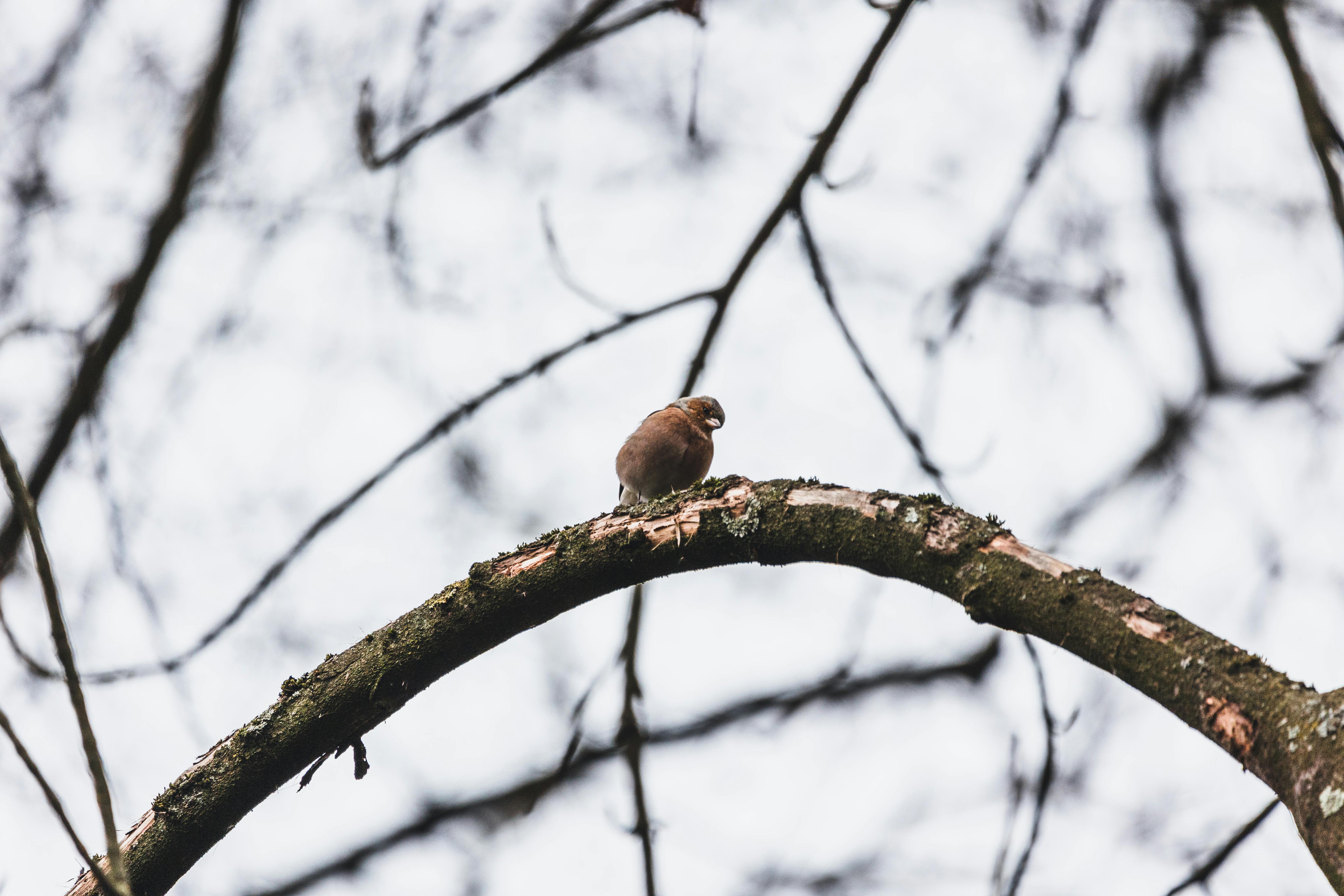 Photo of a Perched Bird · Free Stock Photo