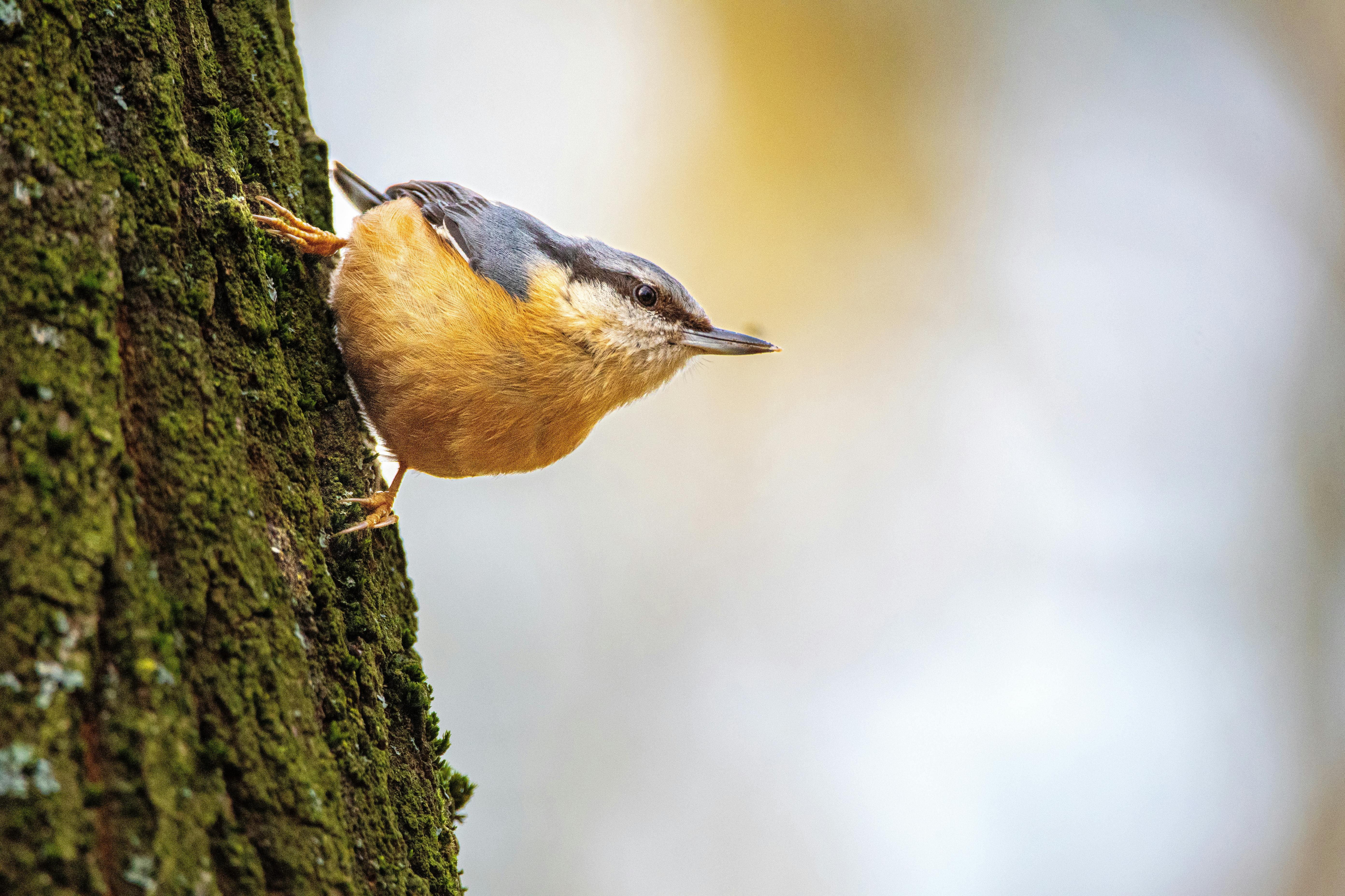 Eurasian Nuthatch on Tree · Free Stock Photo