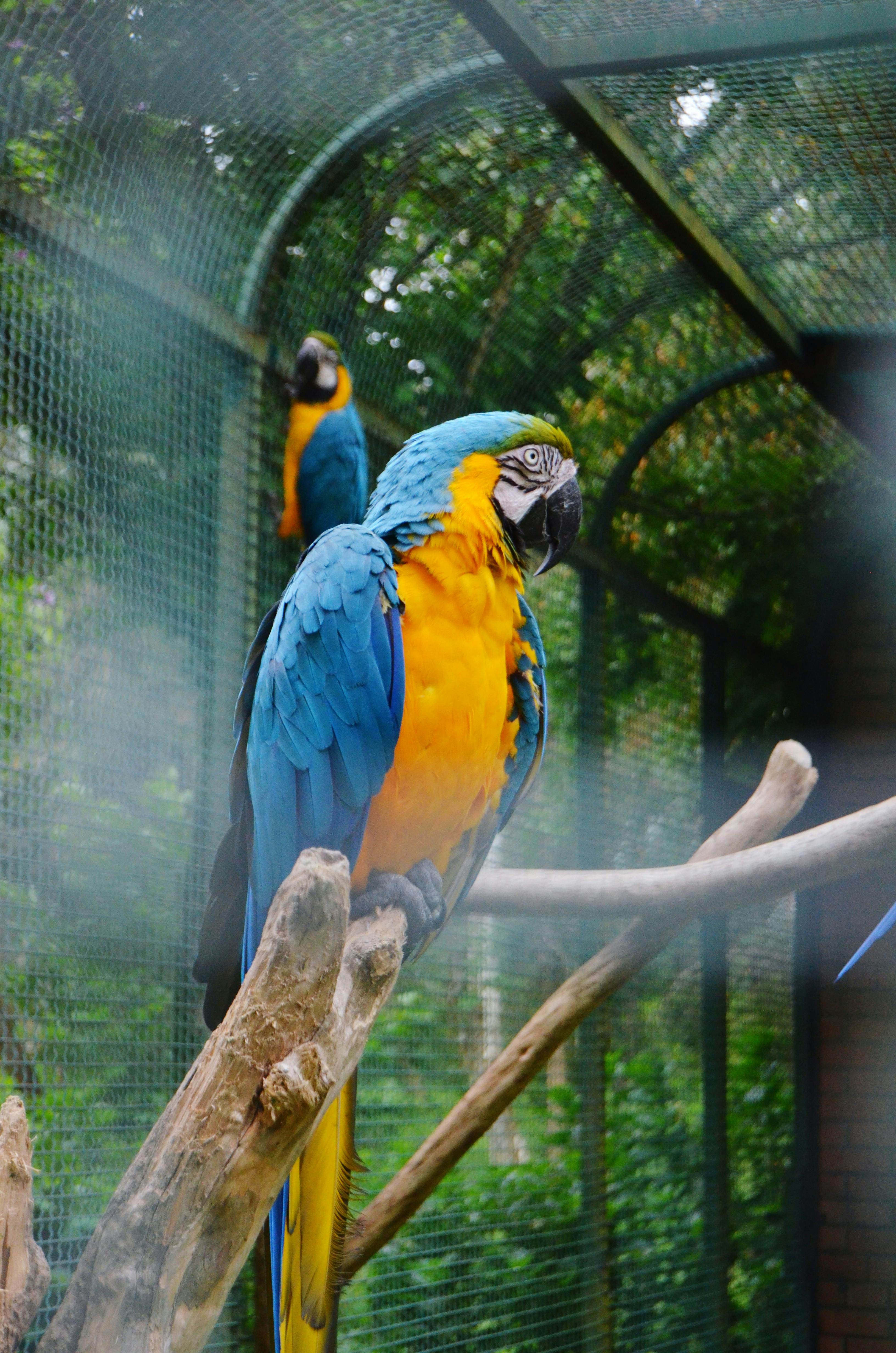 Close up of Parrots in Zoo · Free Stock Photo