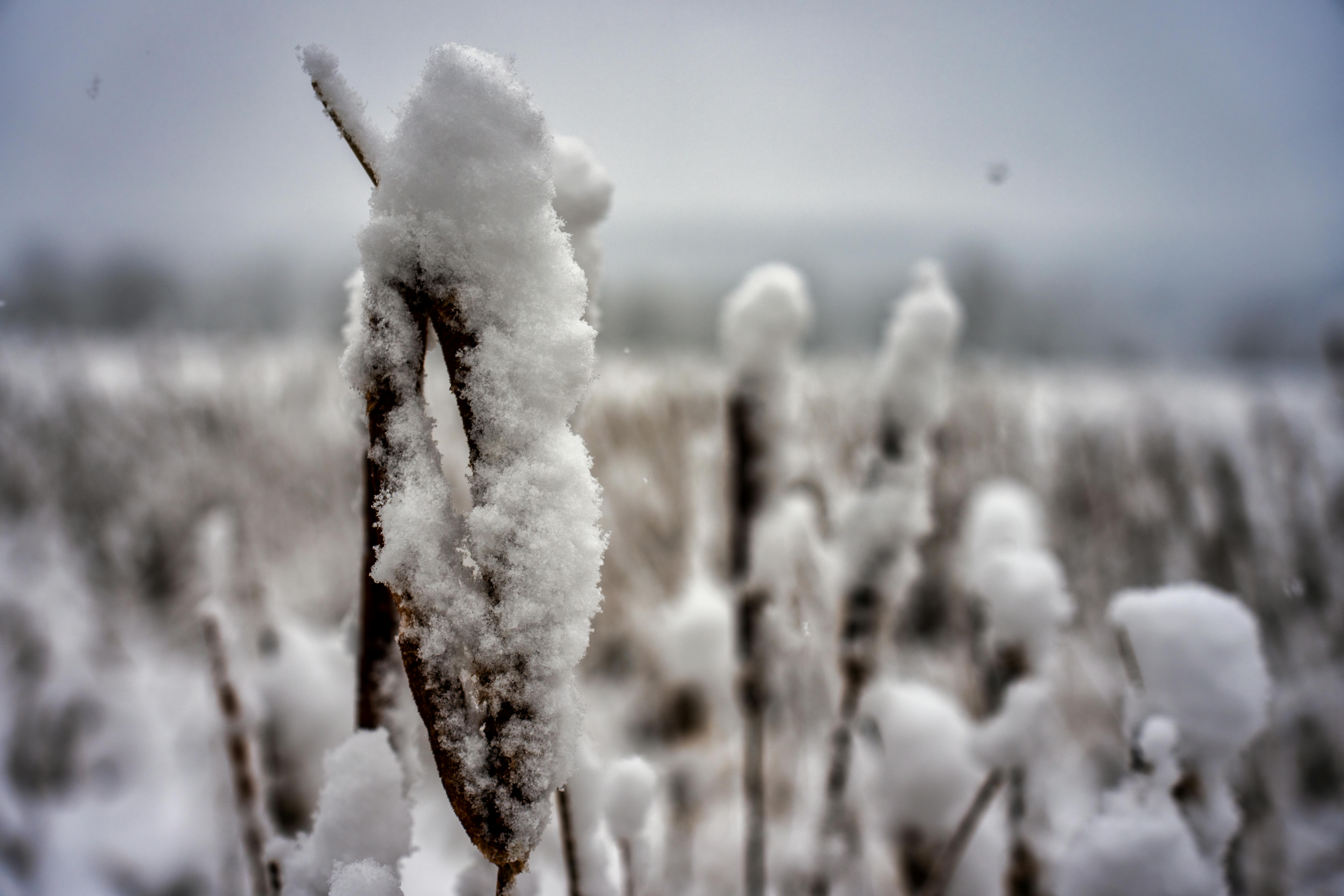 Blurred wheat field with snow in winter · Free Stock Photo