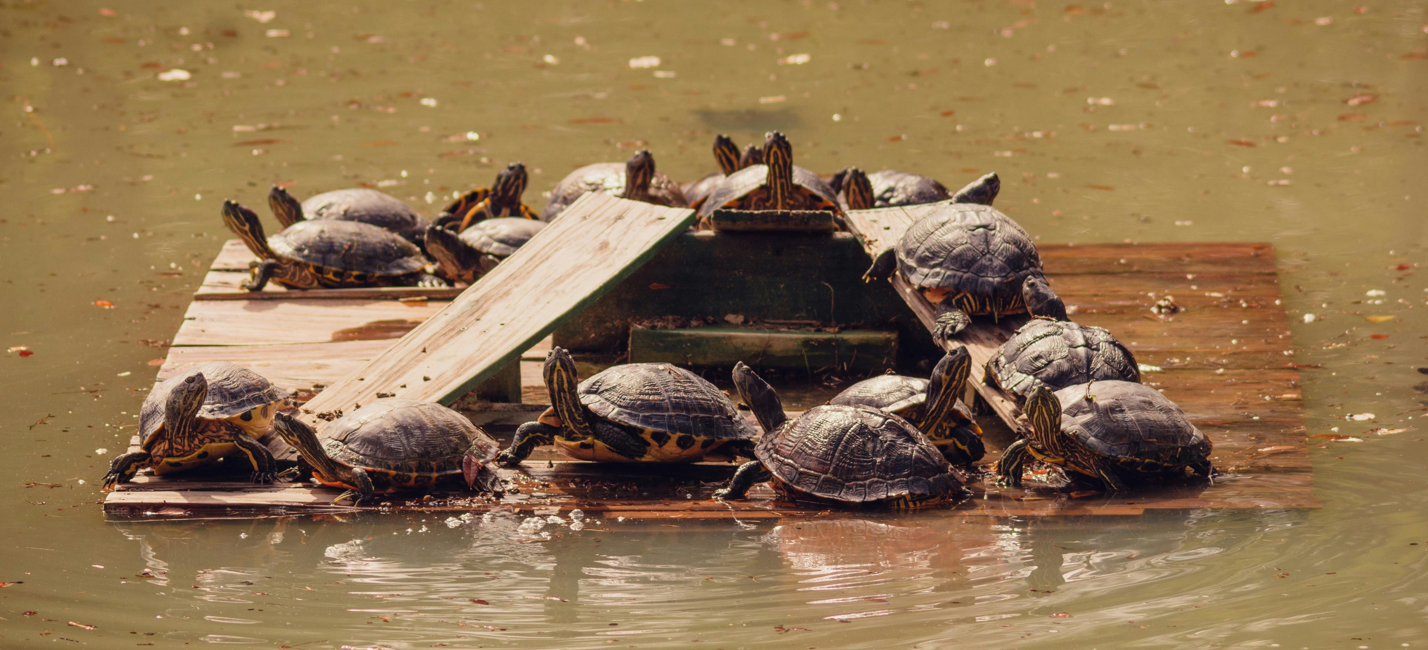 A Lot of Turtles on a Wooden Platform in Water · Free Stock Photo