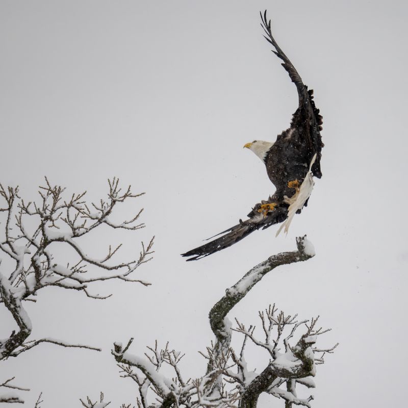 Landing Eagle Photos, Download The BEST Free Landing Eagle Stock Photos ...