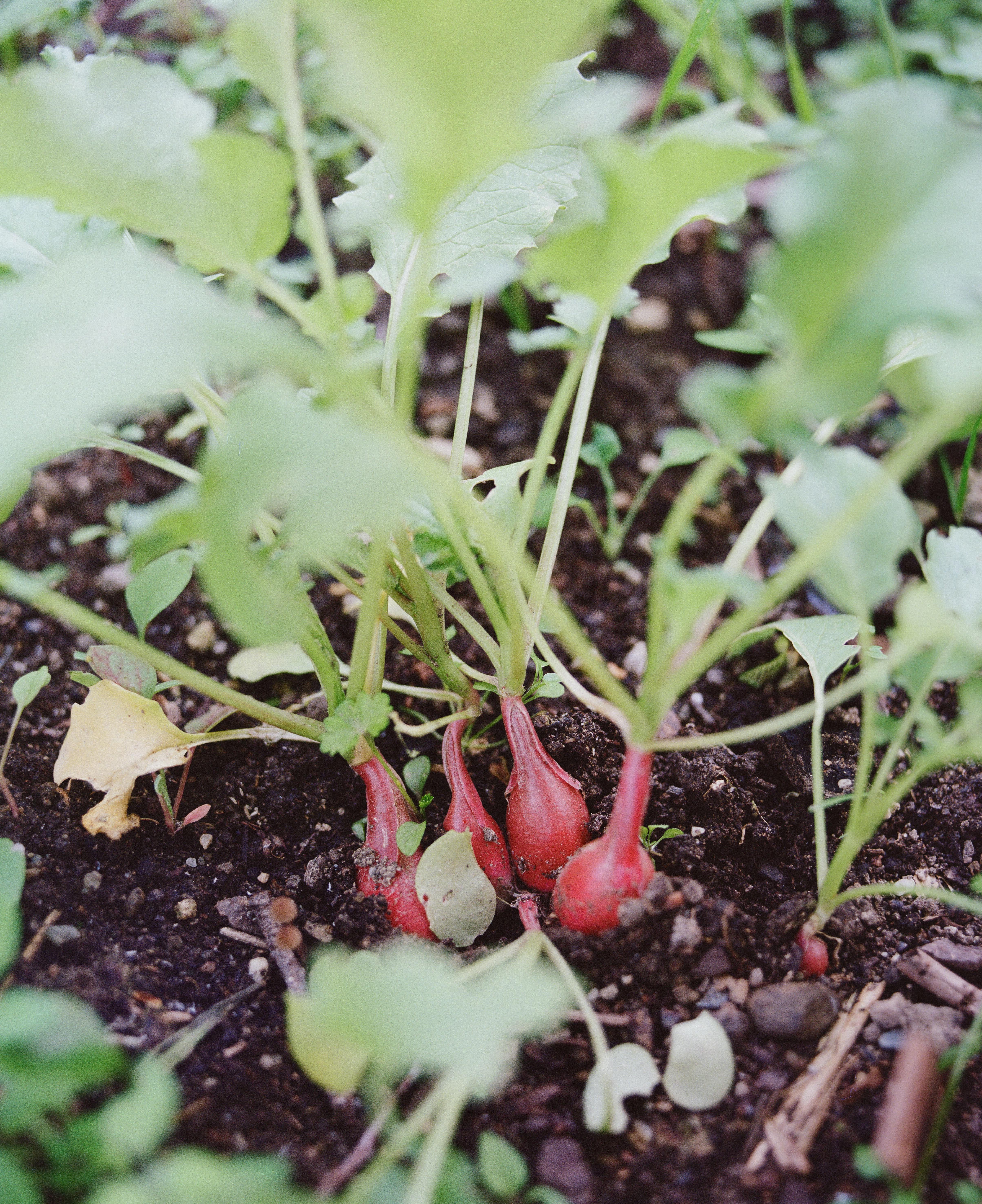 Field of Radish · Free Stock Photo