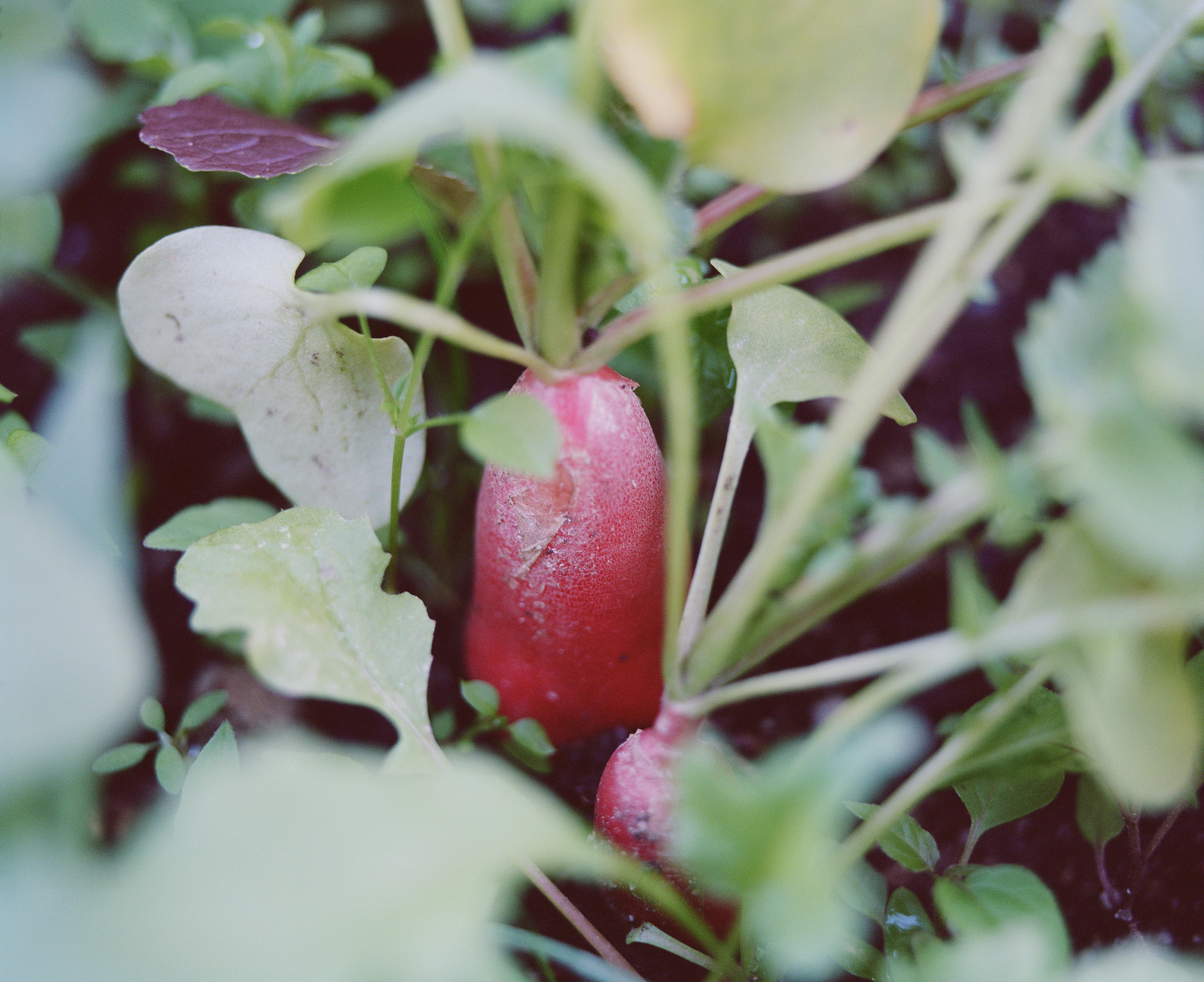 Field of Radish · Free Stock Photo