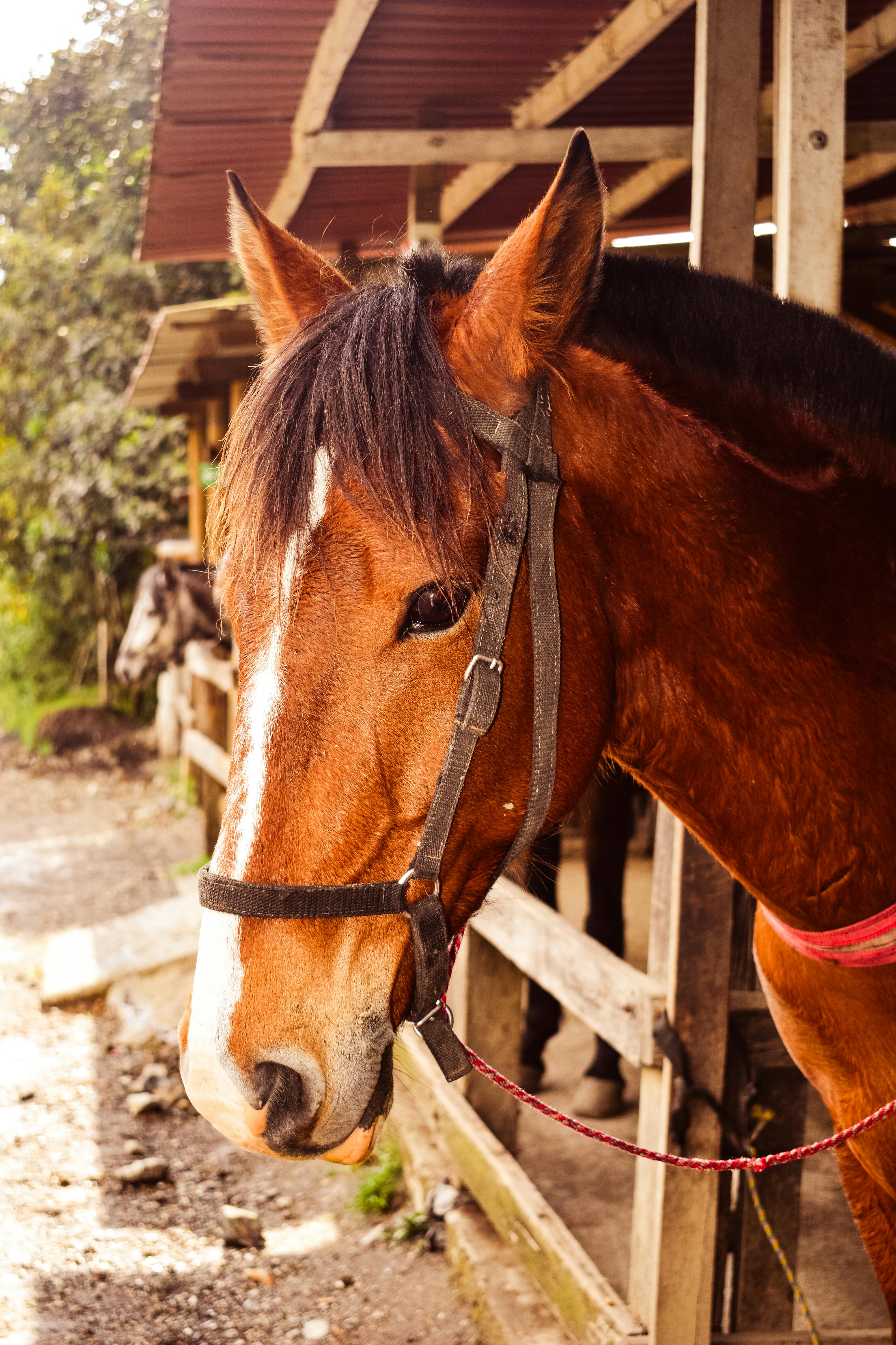 Horse Standing in Stable · Free Stock Photo