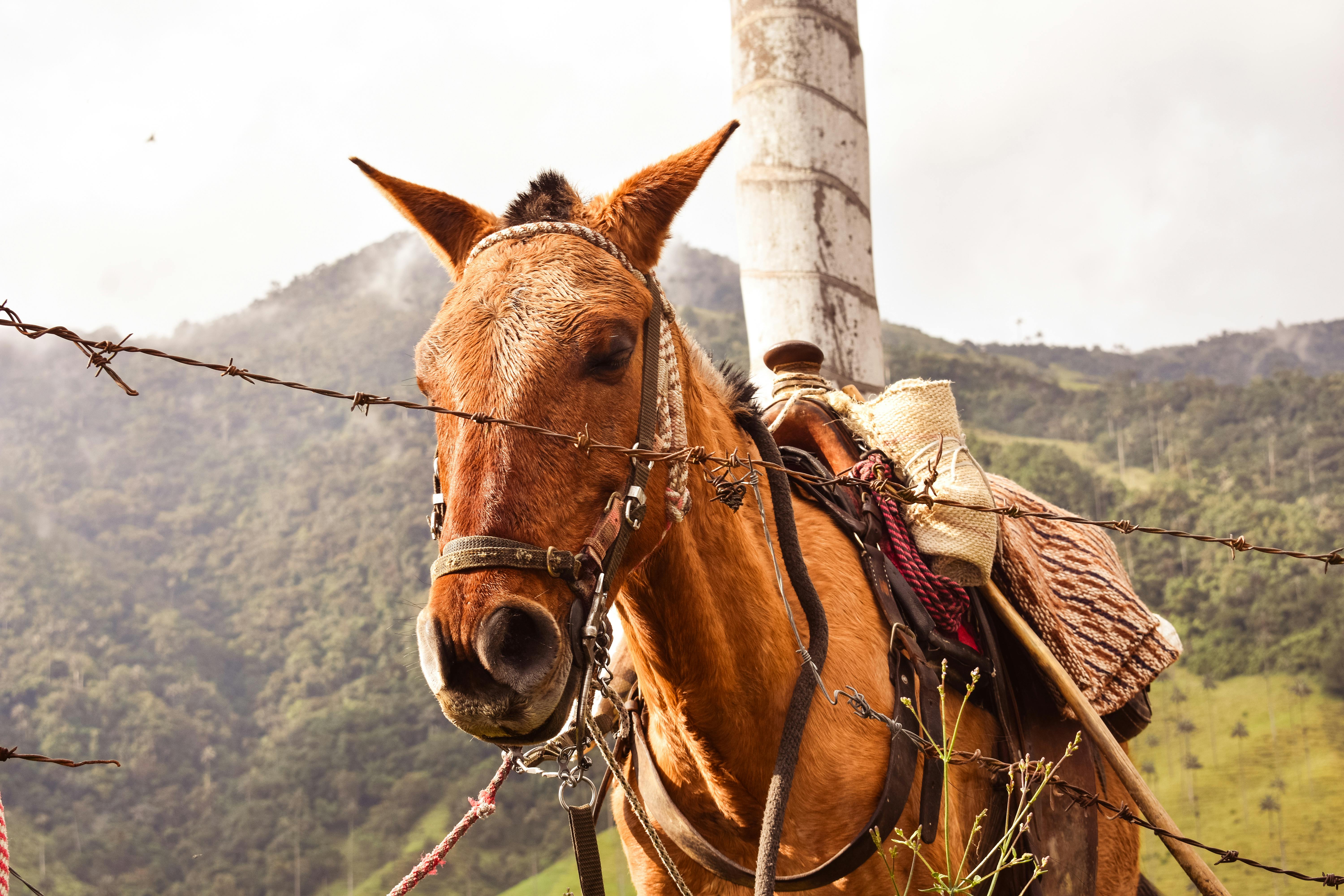 Preppy Horse Wallpaper Photos, Download The BEST Free Preppy Horse ...