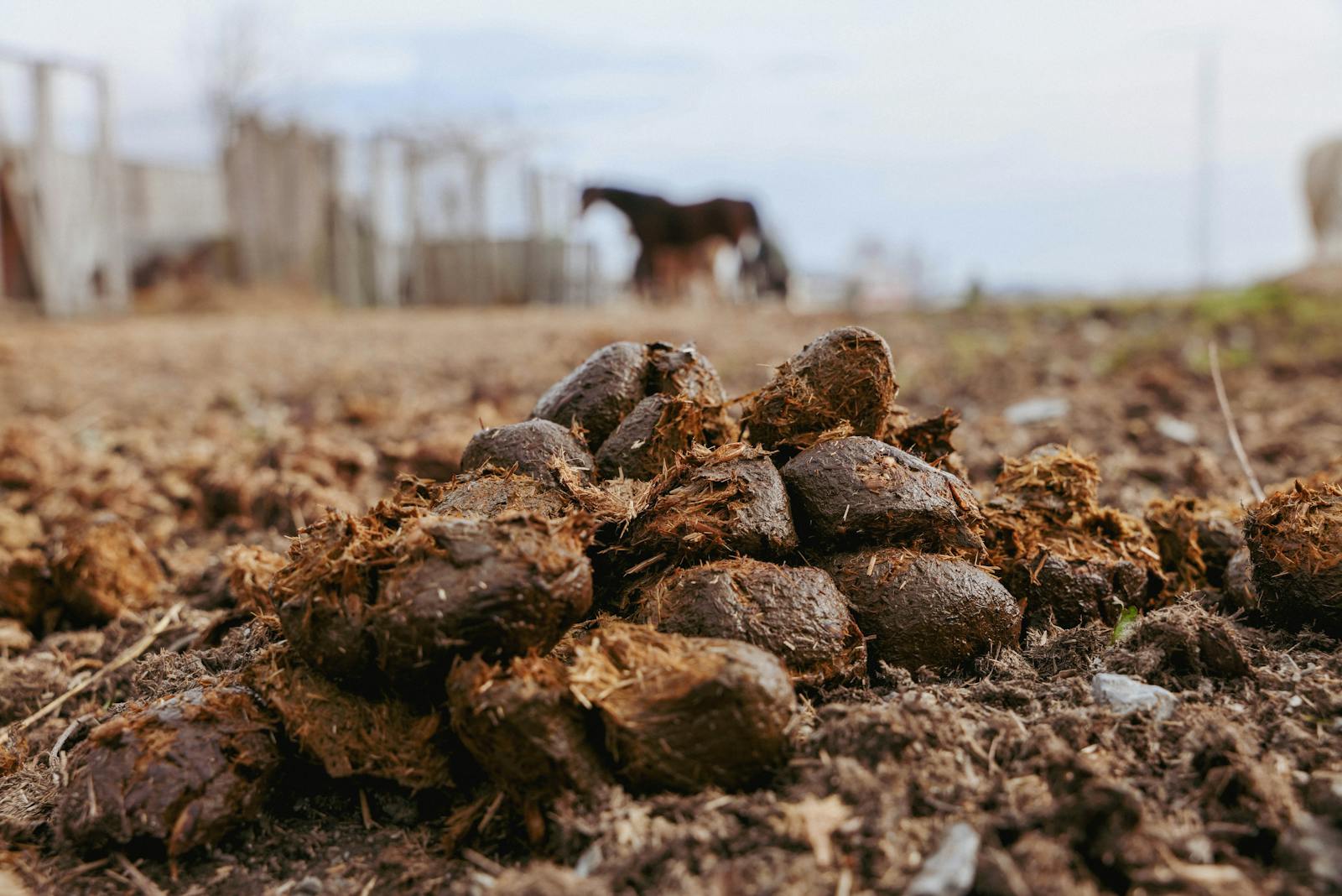 Horse Droppings Photos, Download The BEST Free Horse Droppings Stock ...