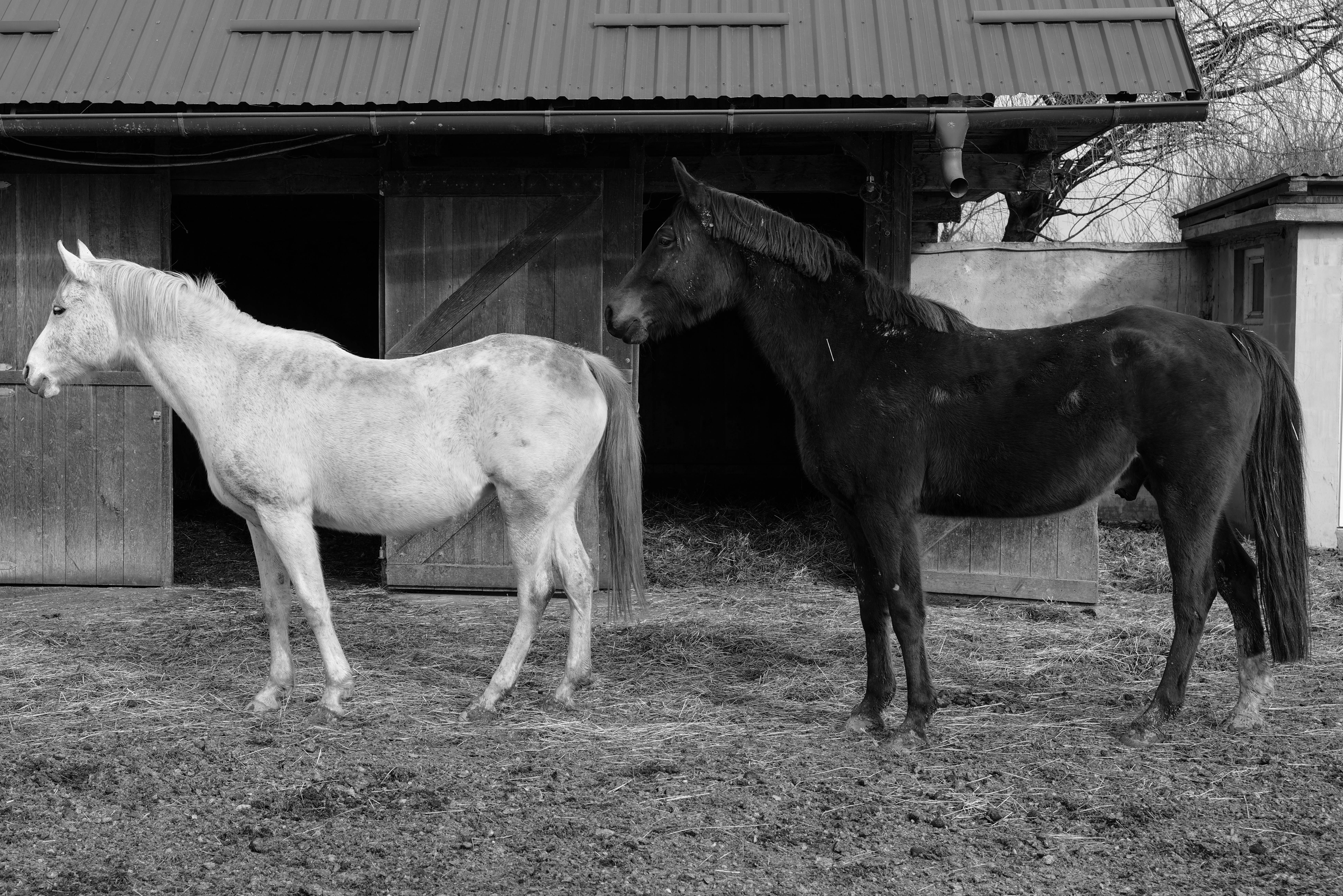 Use Mane Photos, Download The BEST Free Use Mane Stock Photos & HD Images
