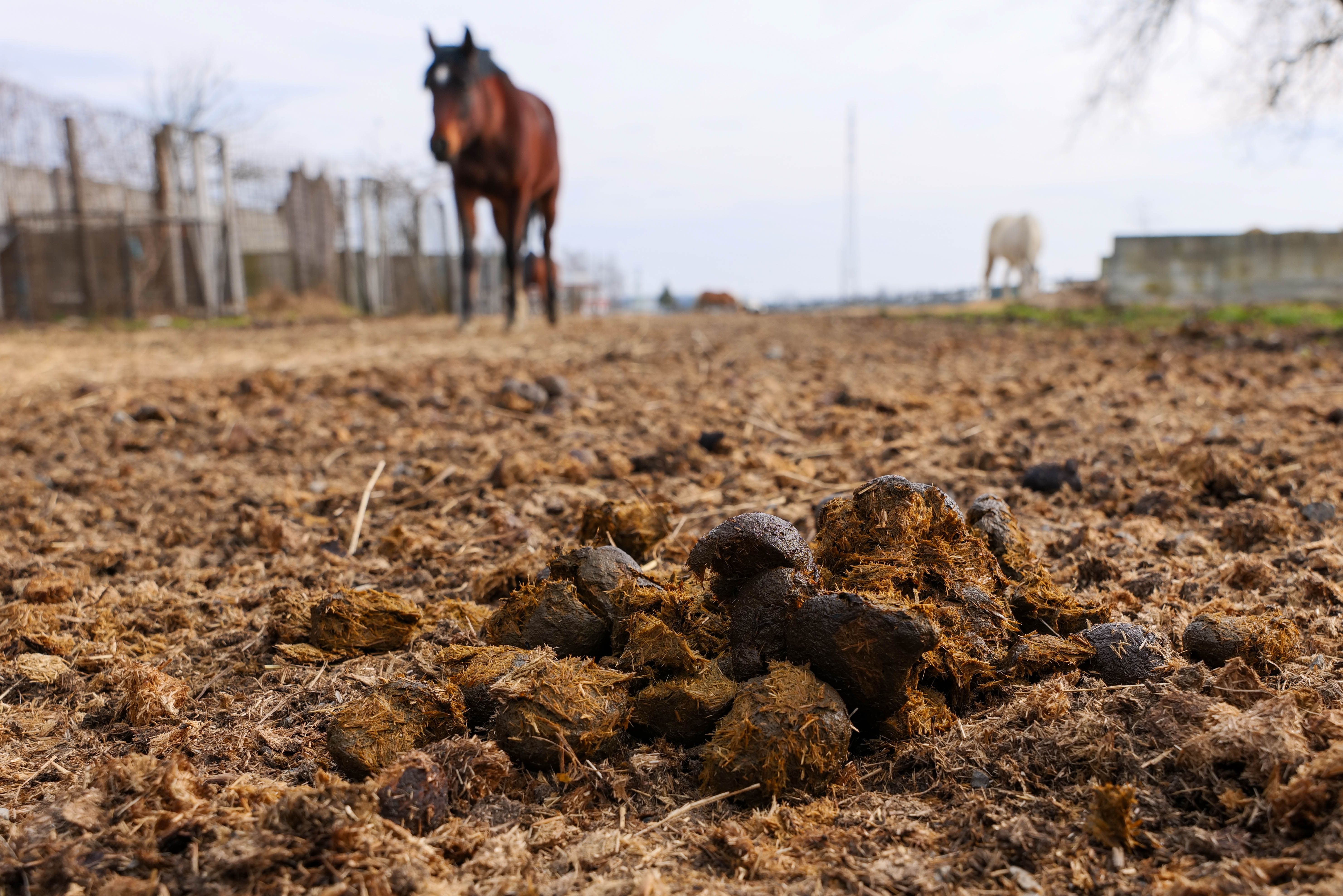 Photo gratuite de caca, chevaux, debout, étable, exploitation agricole ...