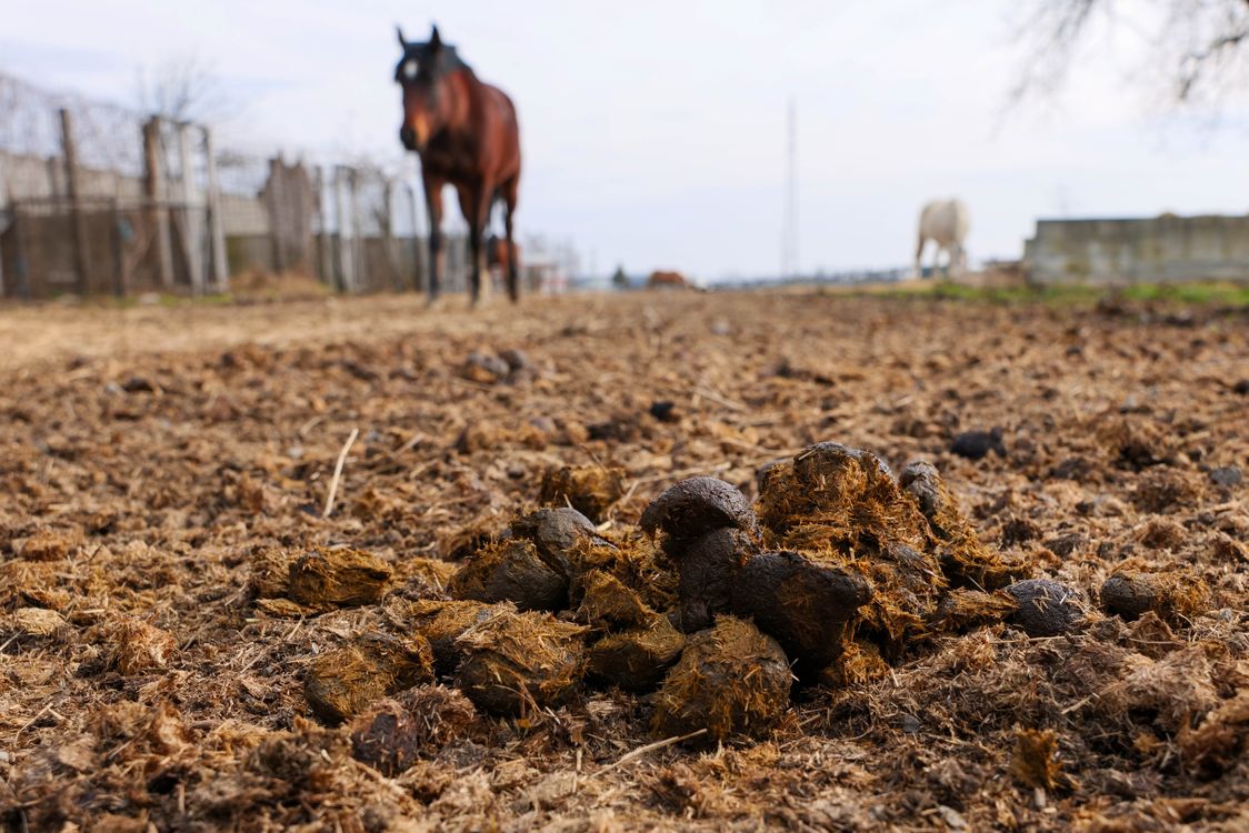 Horse Poop On Ground Free Stock Photo horse-poop-on-ground-free-stock-photo