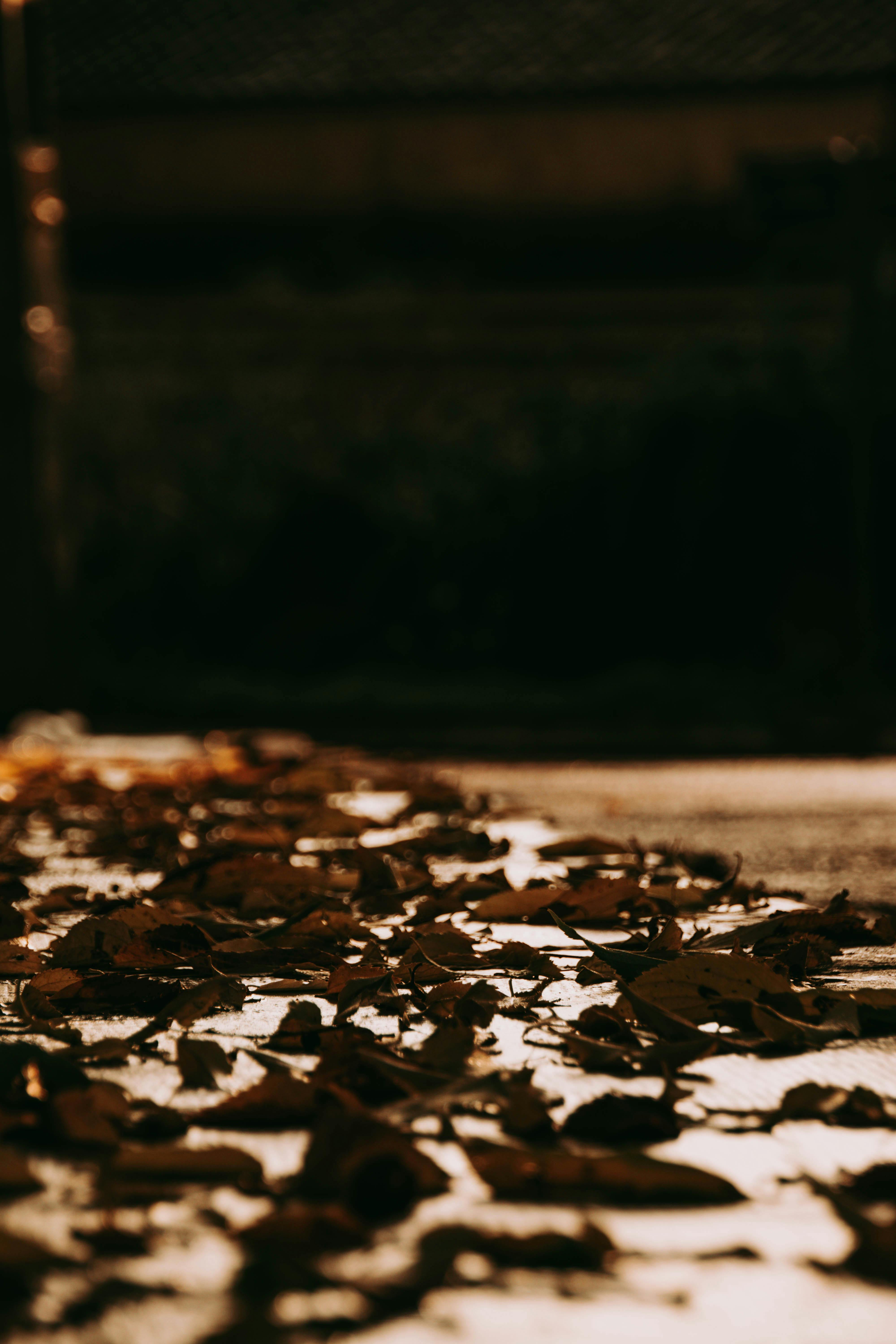 Close-up of an Iphone Lying on Autumnal Leaves · Free Stock Photo