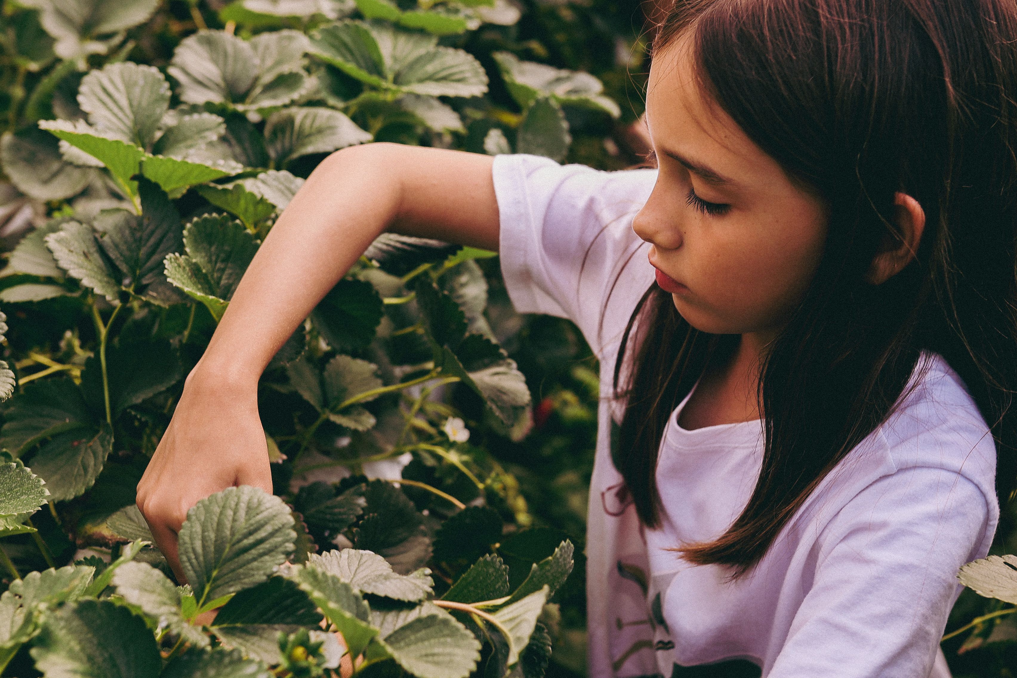 Girl Gathering Fruits in Bushes in Garden · Free Stock Photo