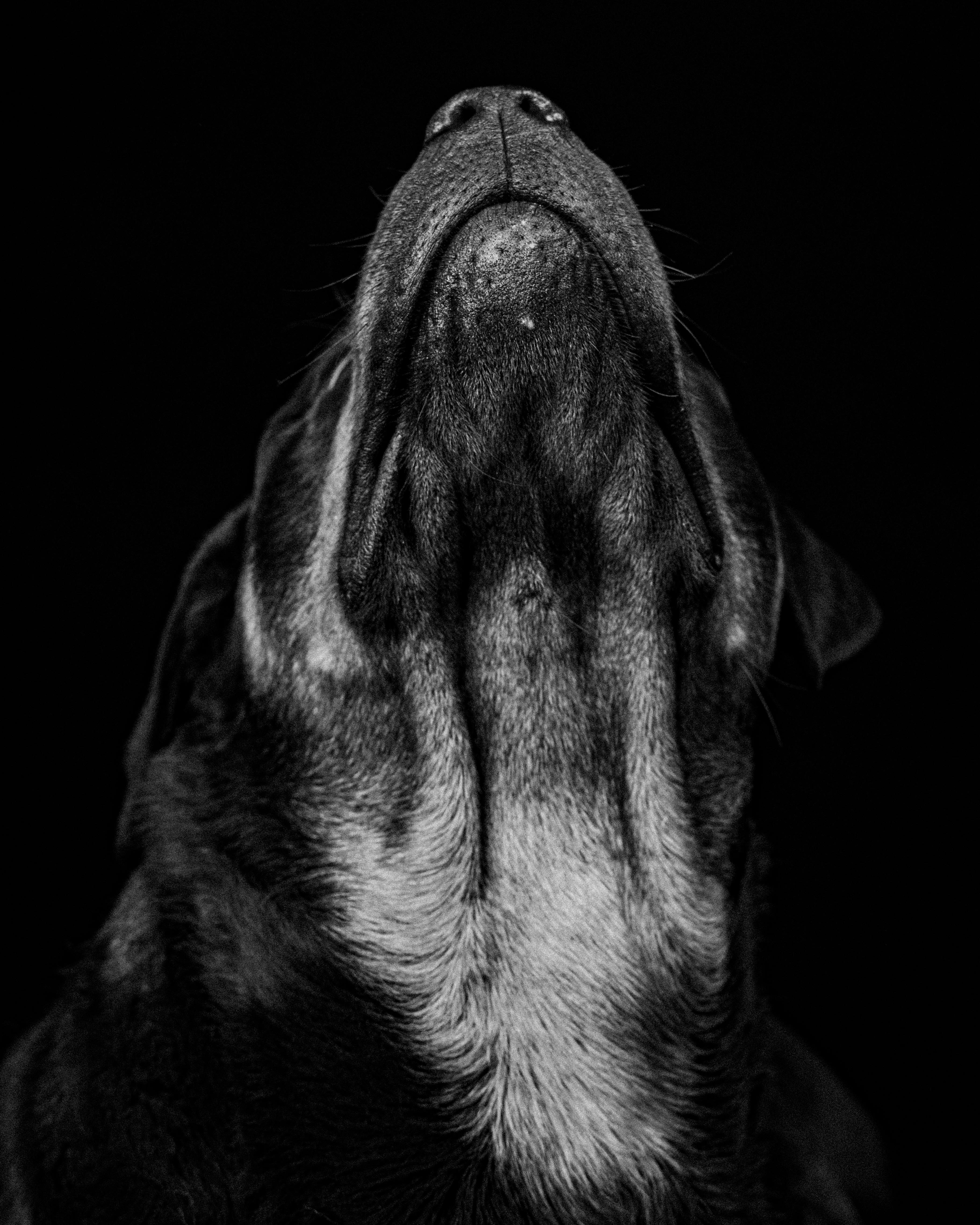 Close-up Picture of a Dog Holding Its Head Up · Free Stock Photo