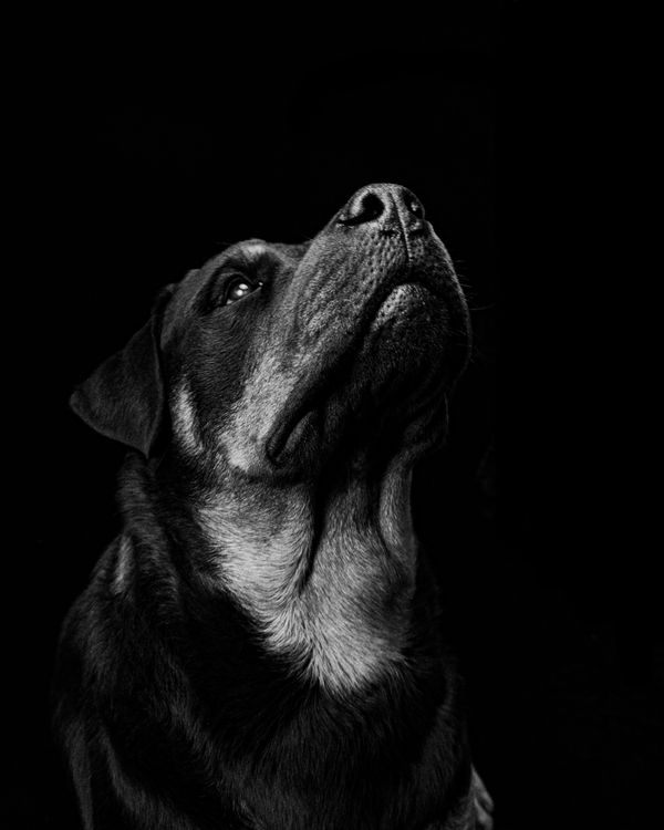 Dog Poop Photos, Download The BEST Free Dog Poop Stock Photos & HD Images