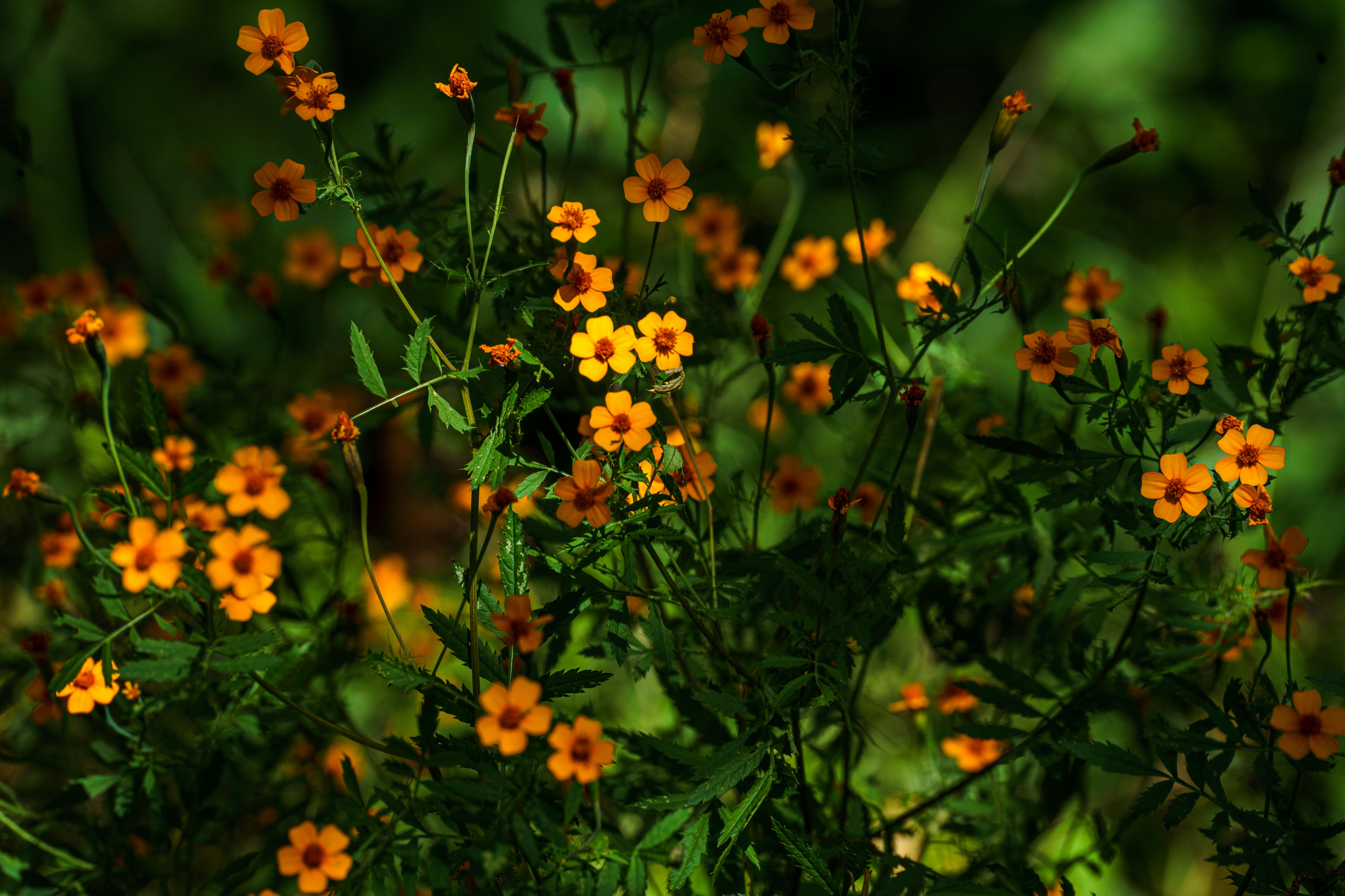 Small Marigold Photos, Download The BEST Free Small Marigold Stock ...