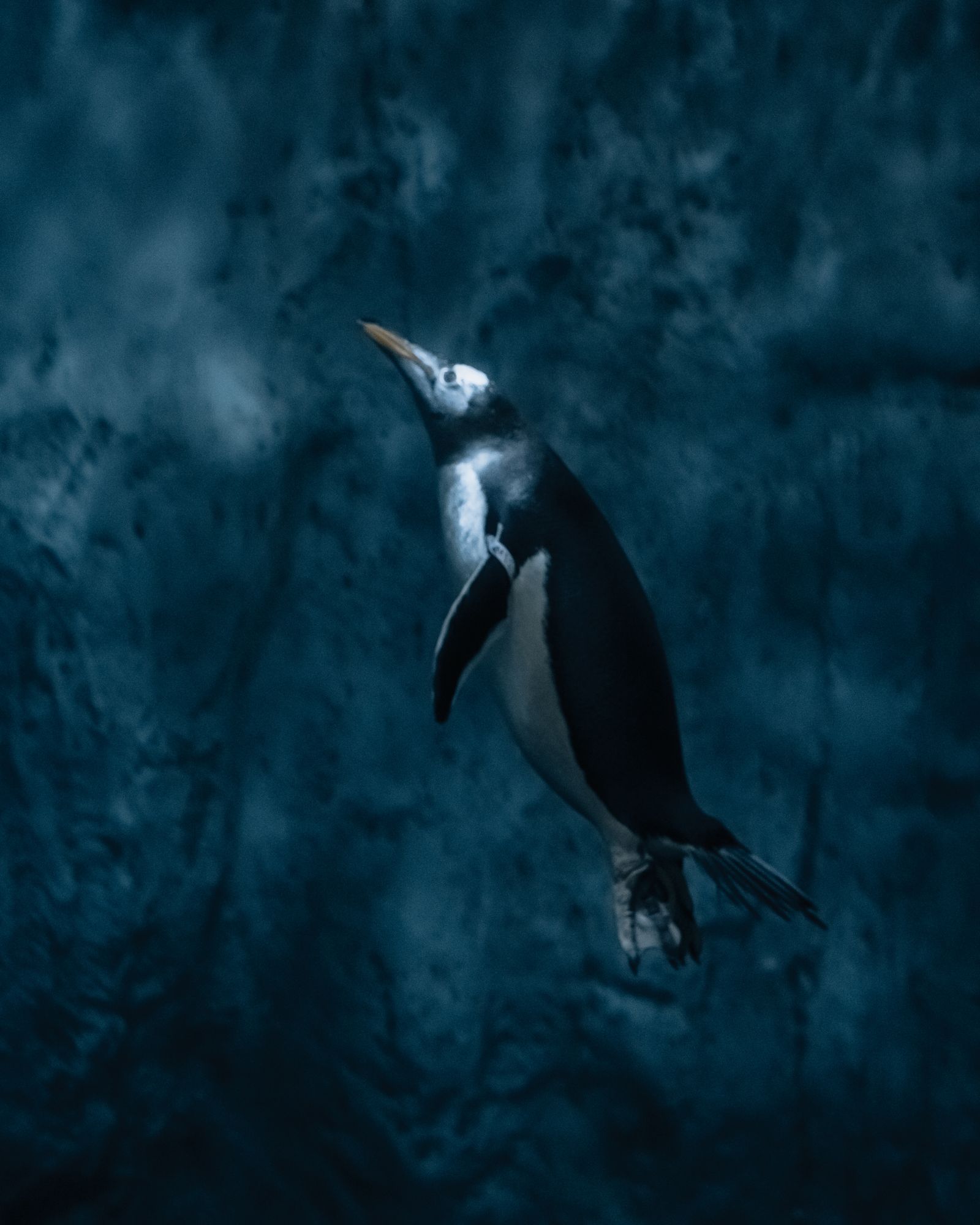 Penguin Image Photos, Download The BEST Free Penguin Image Stock Photos ...