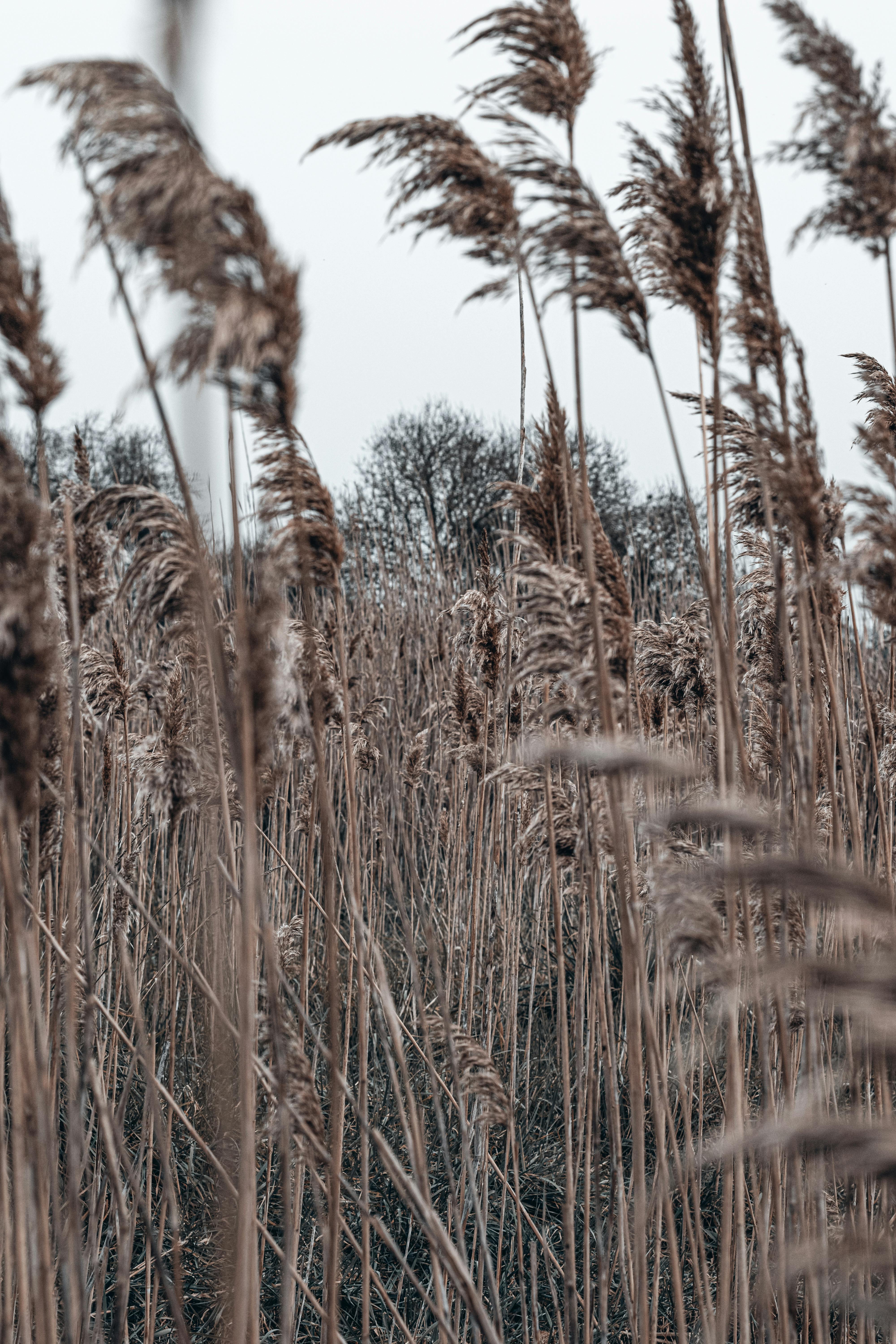 Dry Spikes Growing in Field · Free Stock Photo