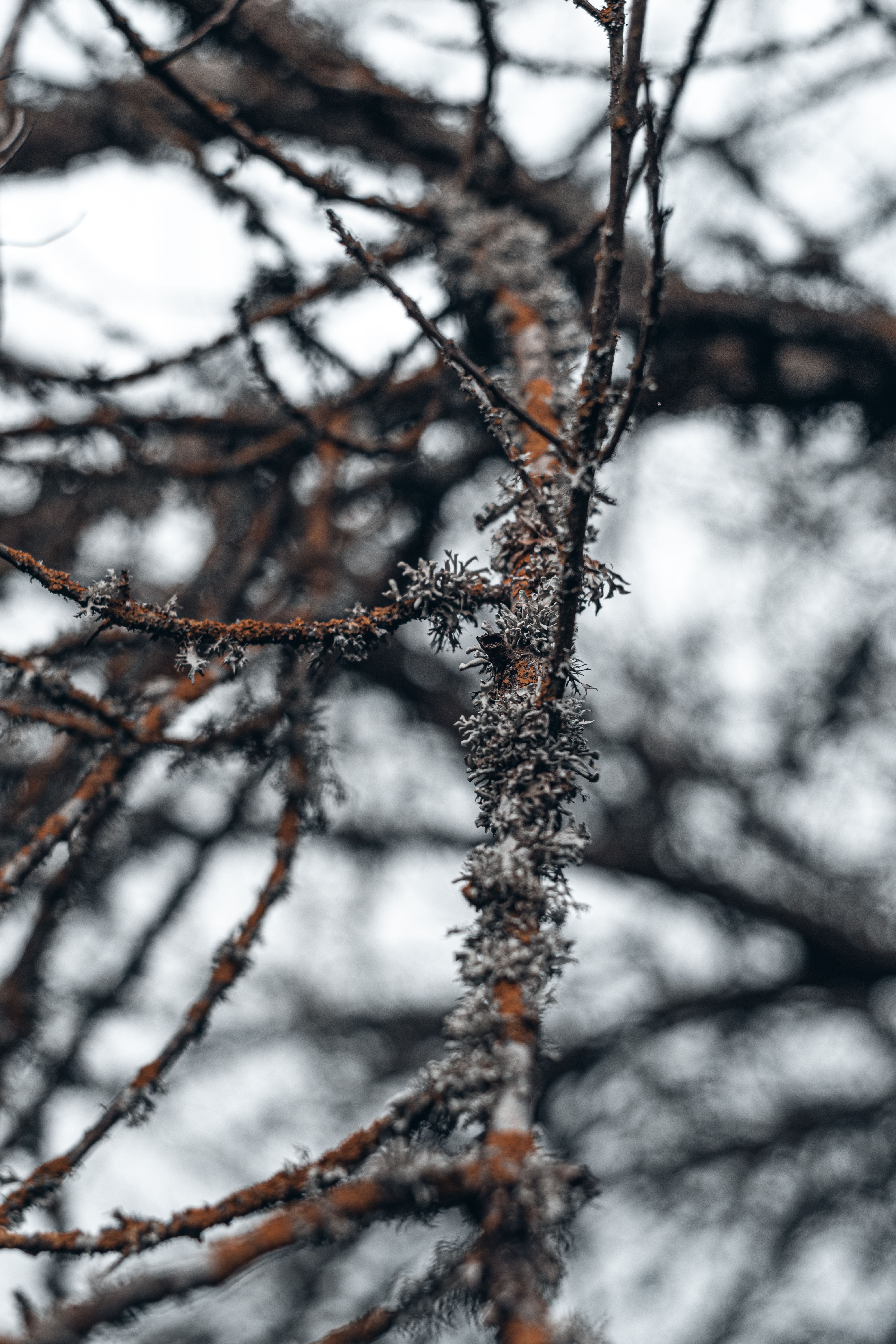 Gray Tree Trunk · Free Stock Photo