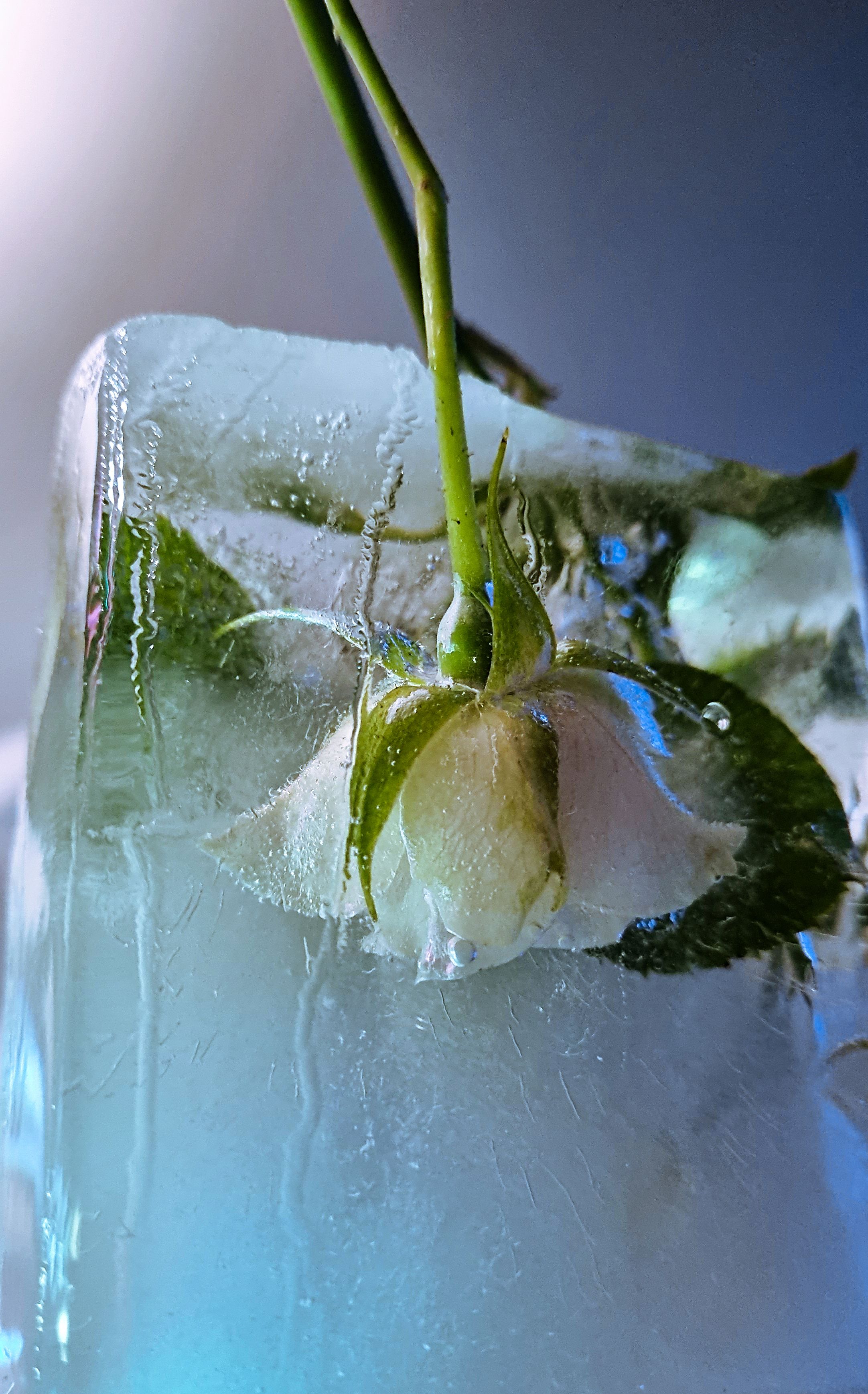 Close-up of a White Rose Inside an Ice Cube · Free Stock Photo