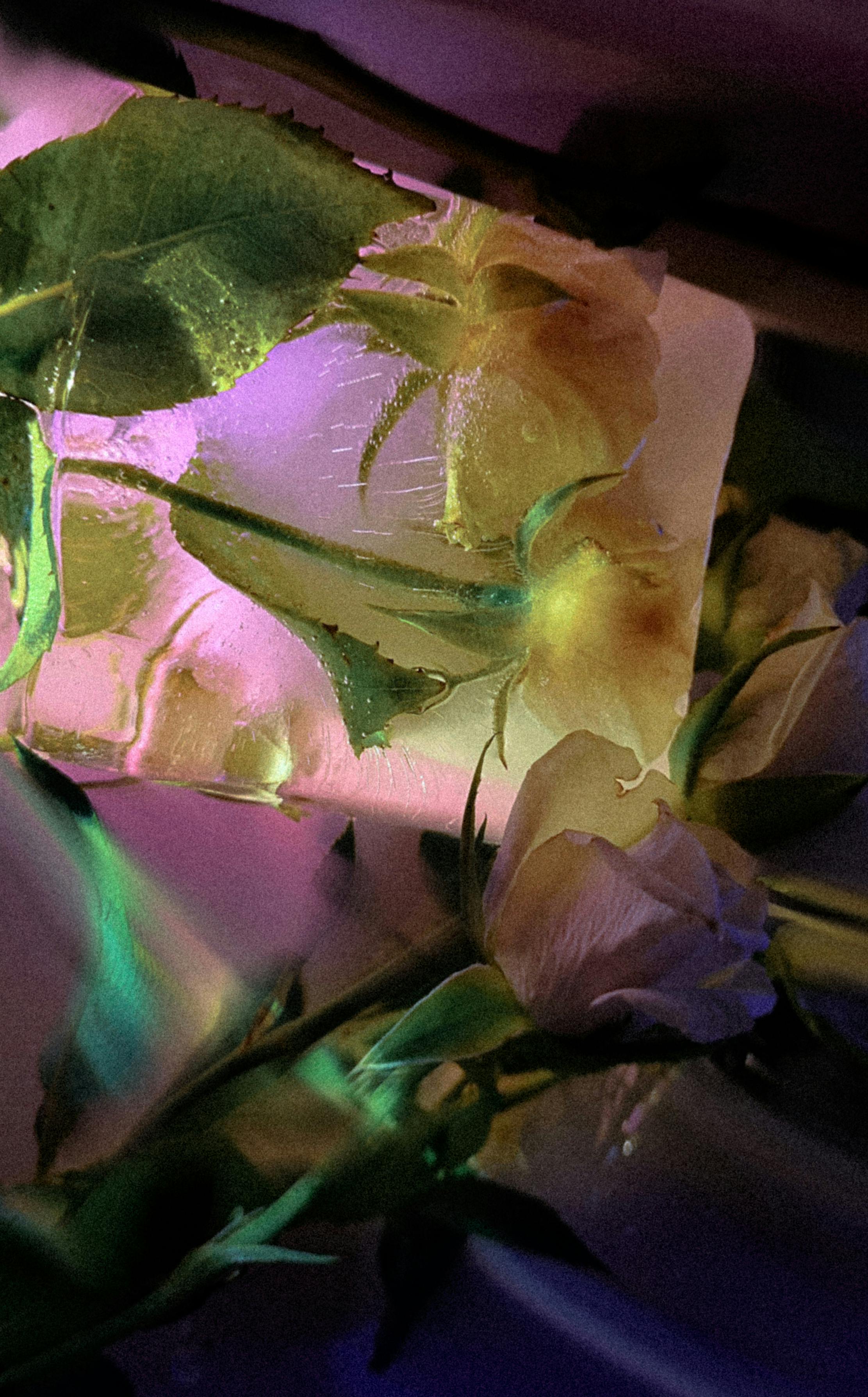 Frozen White Roses · Free Stock Photo