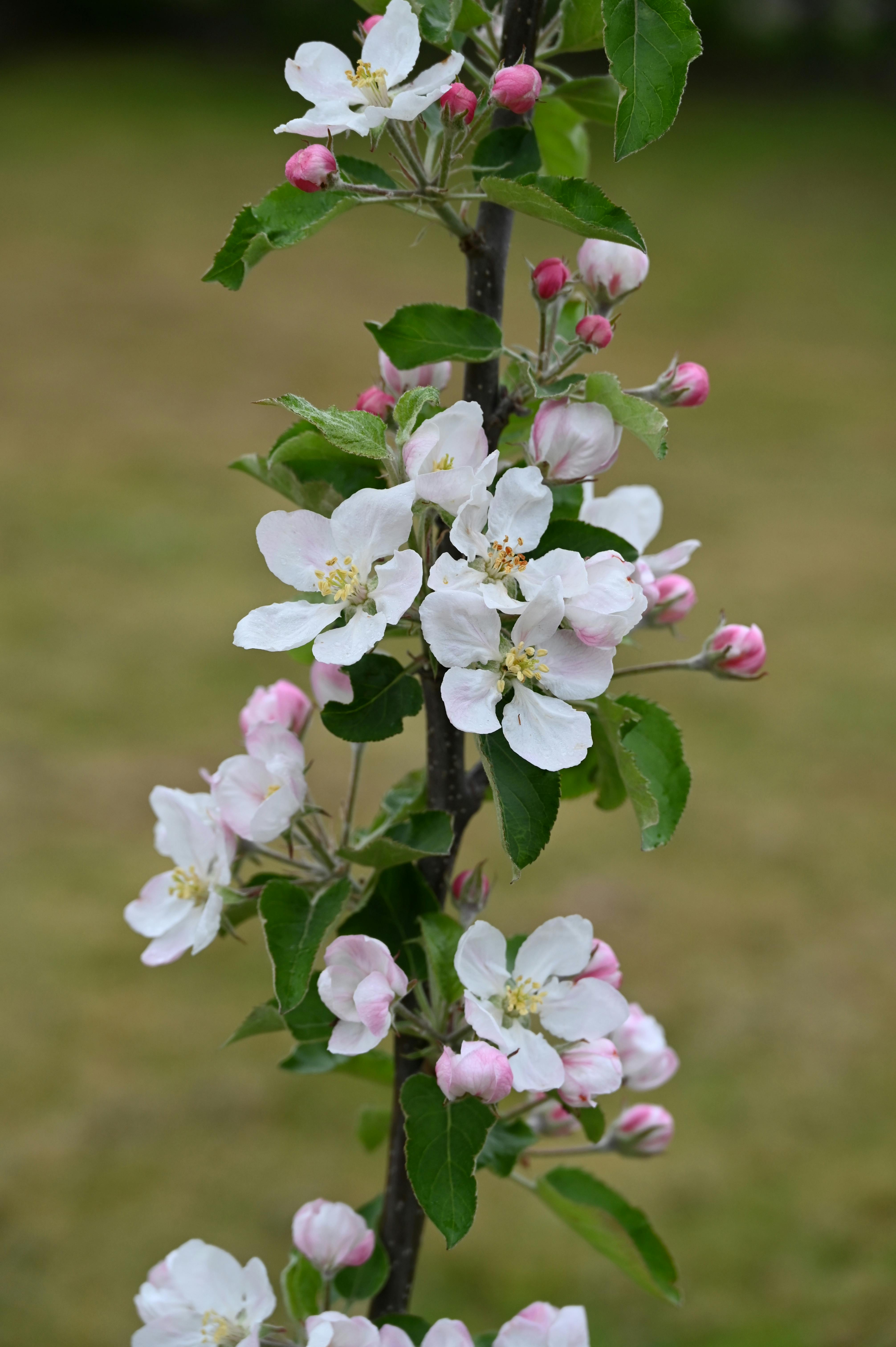 White Flowers on Little Twigs · Free Stock Photo