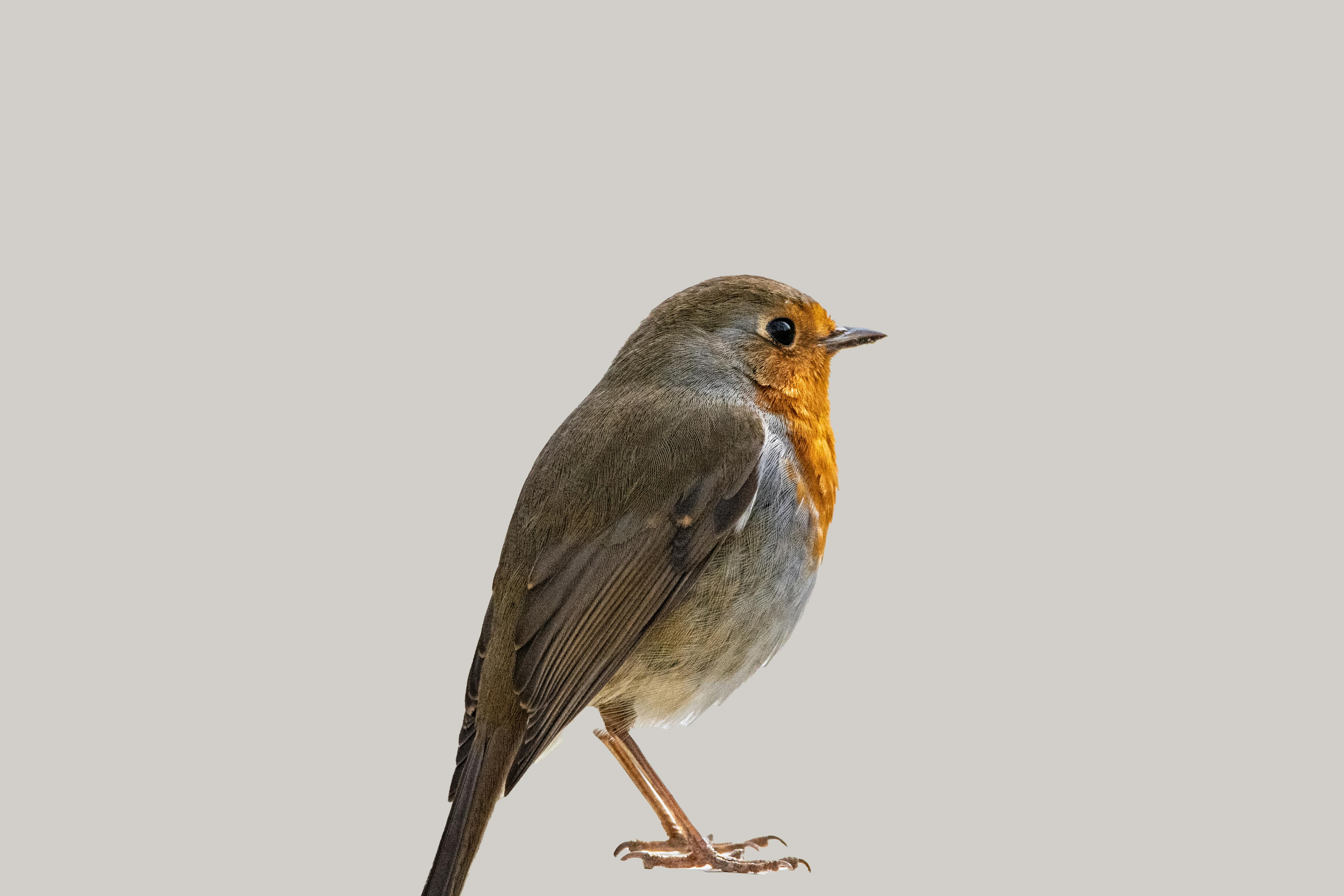 Robin Redbreast on White Background · Free Stock Photo
