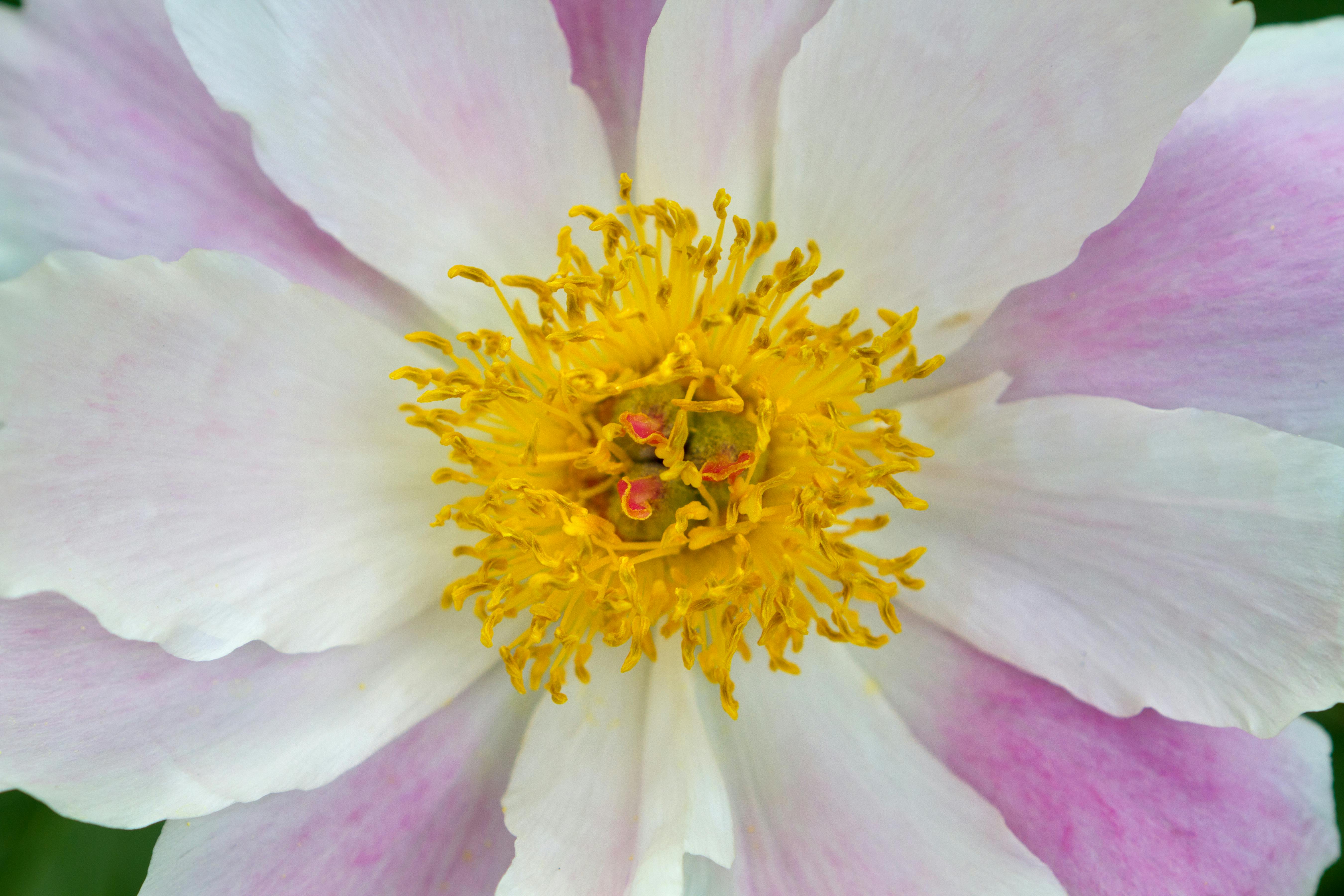 Close-Up Photo of Flowers · Free Stock Photo
