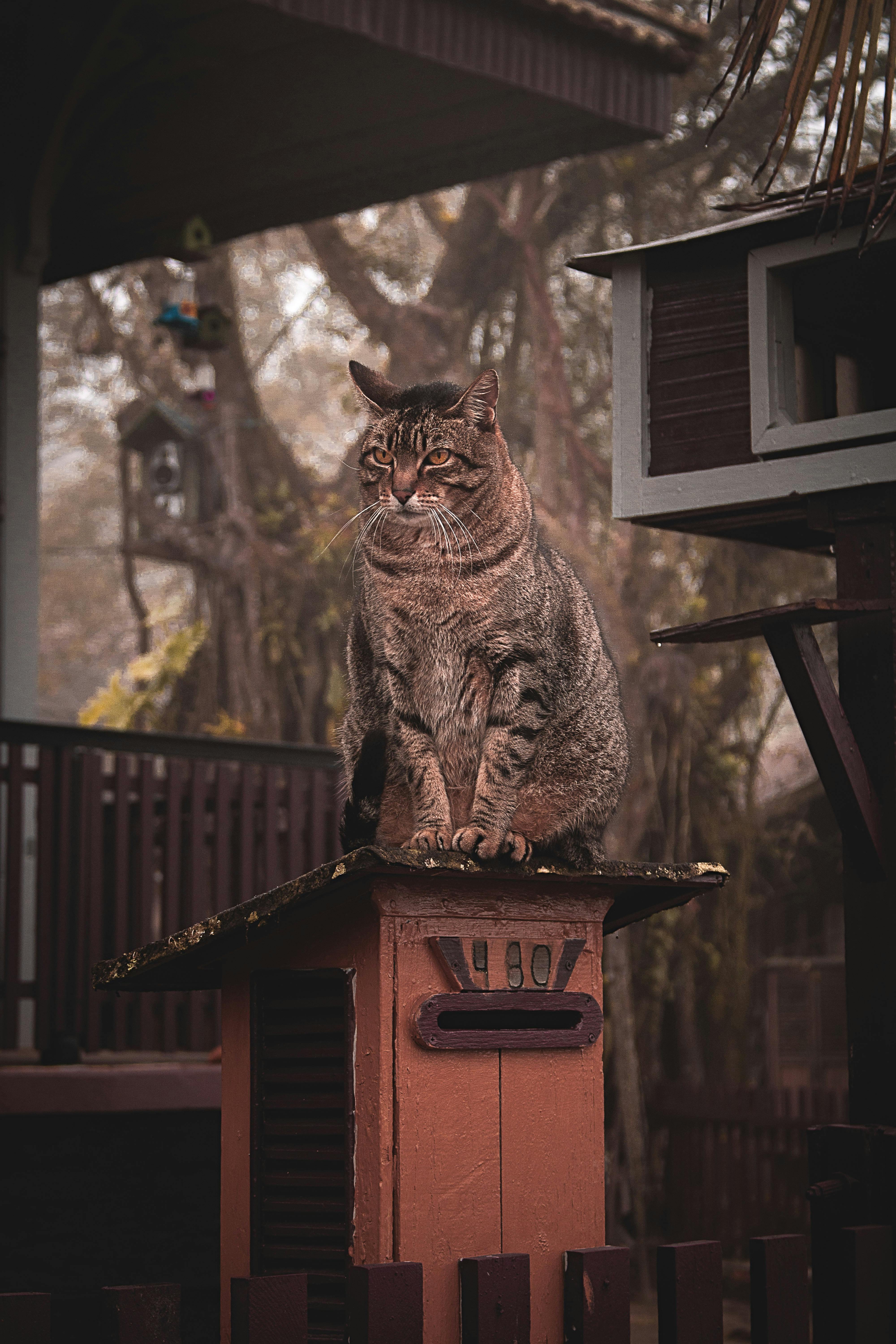 Brown Tabby Cat on Top of Wooden Beam · Free Stock Photo