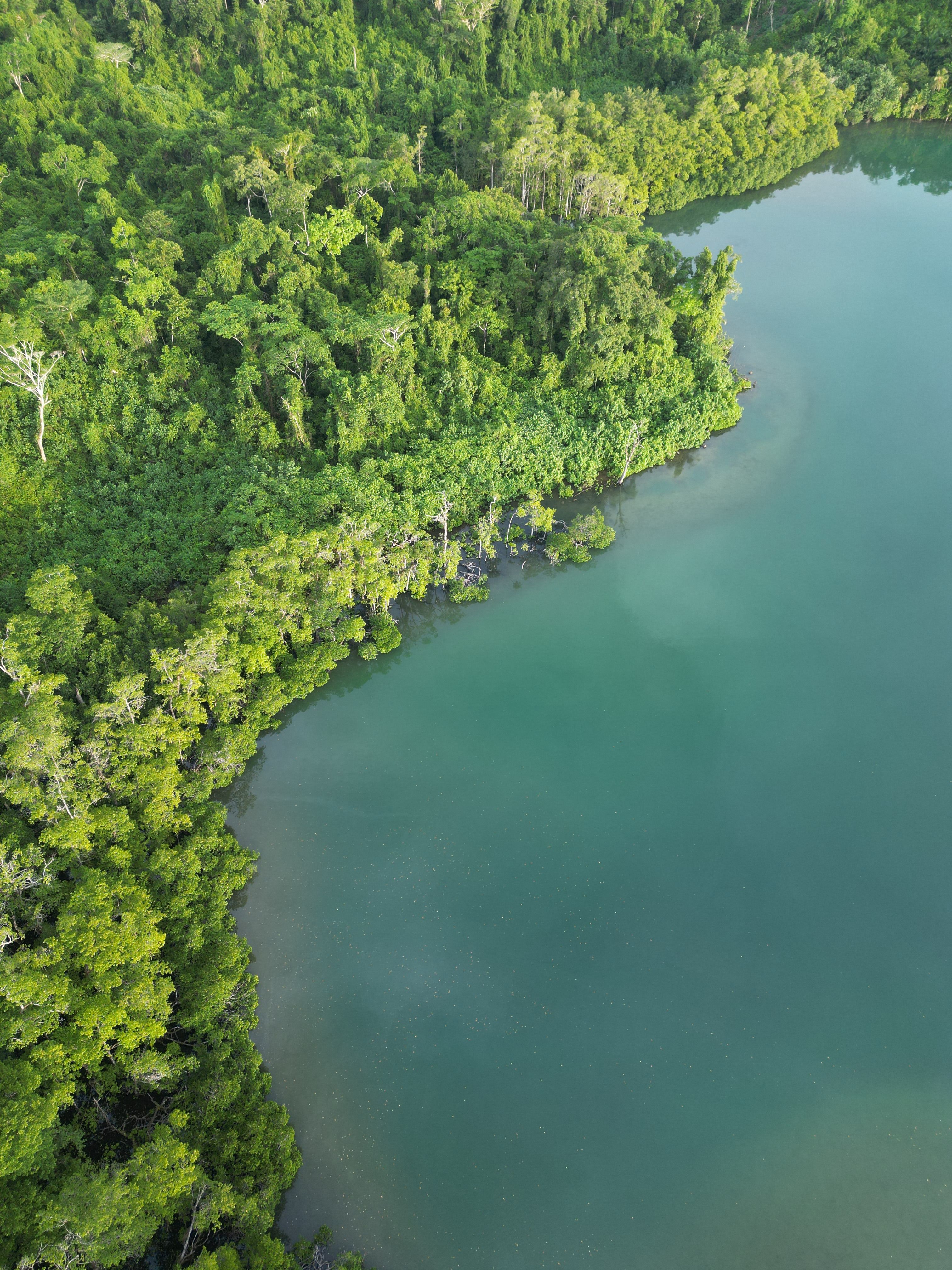 Forest on Sea Shore · Free Stock Photo