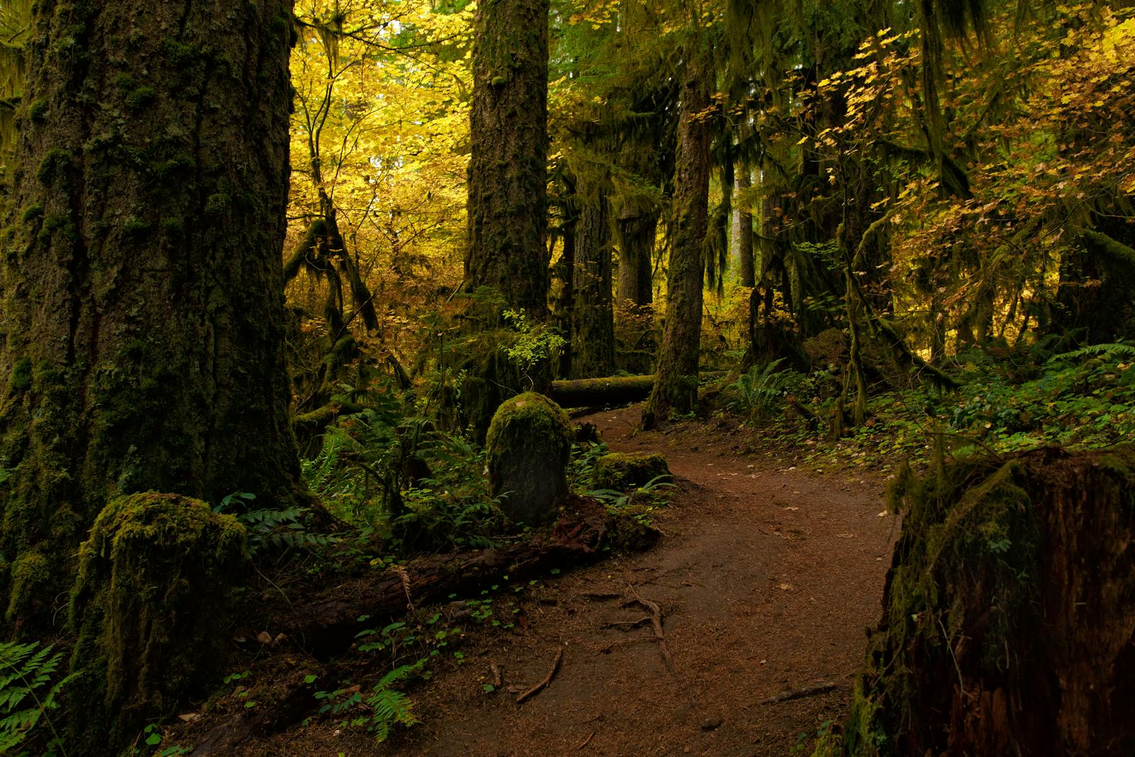 Deep Forest Wallpaper Photos, Download The BEST Free Deep Forest ...