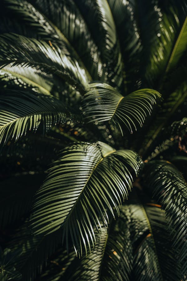 Palm Tree Leaves Wallpaper Photos, Download The BEST Free Palm Tree ...