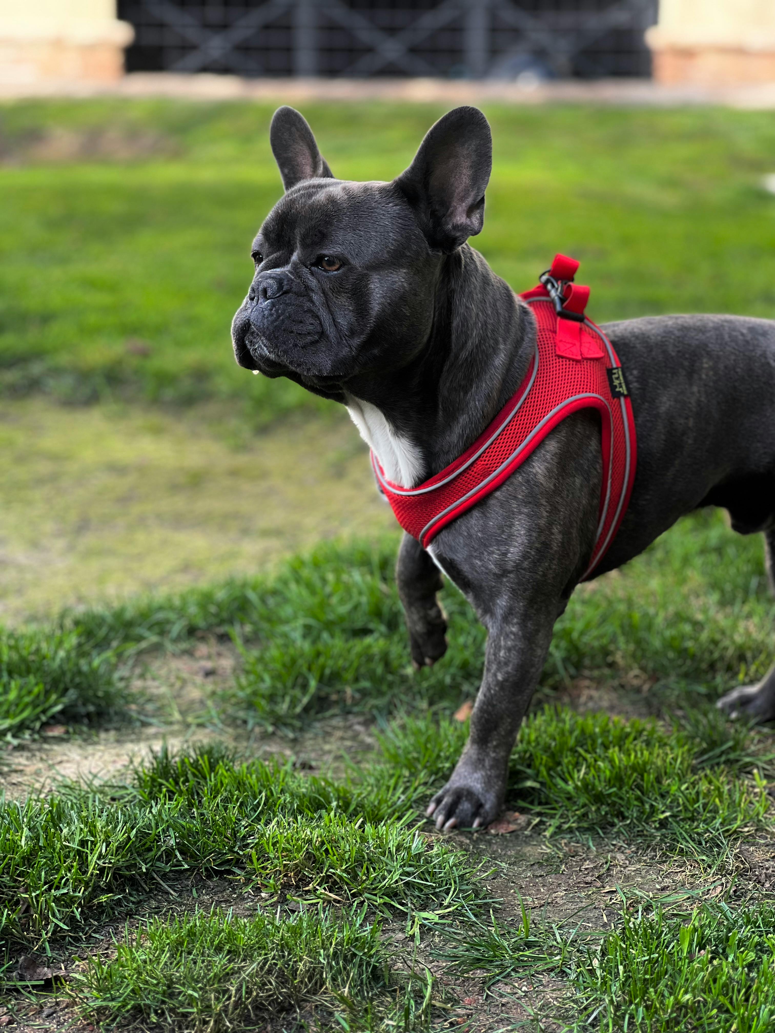 Dog Standing on Grass · Free Stock Photo