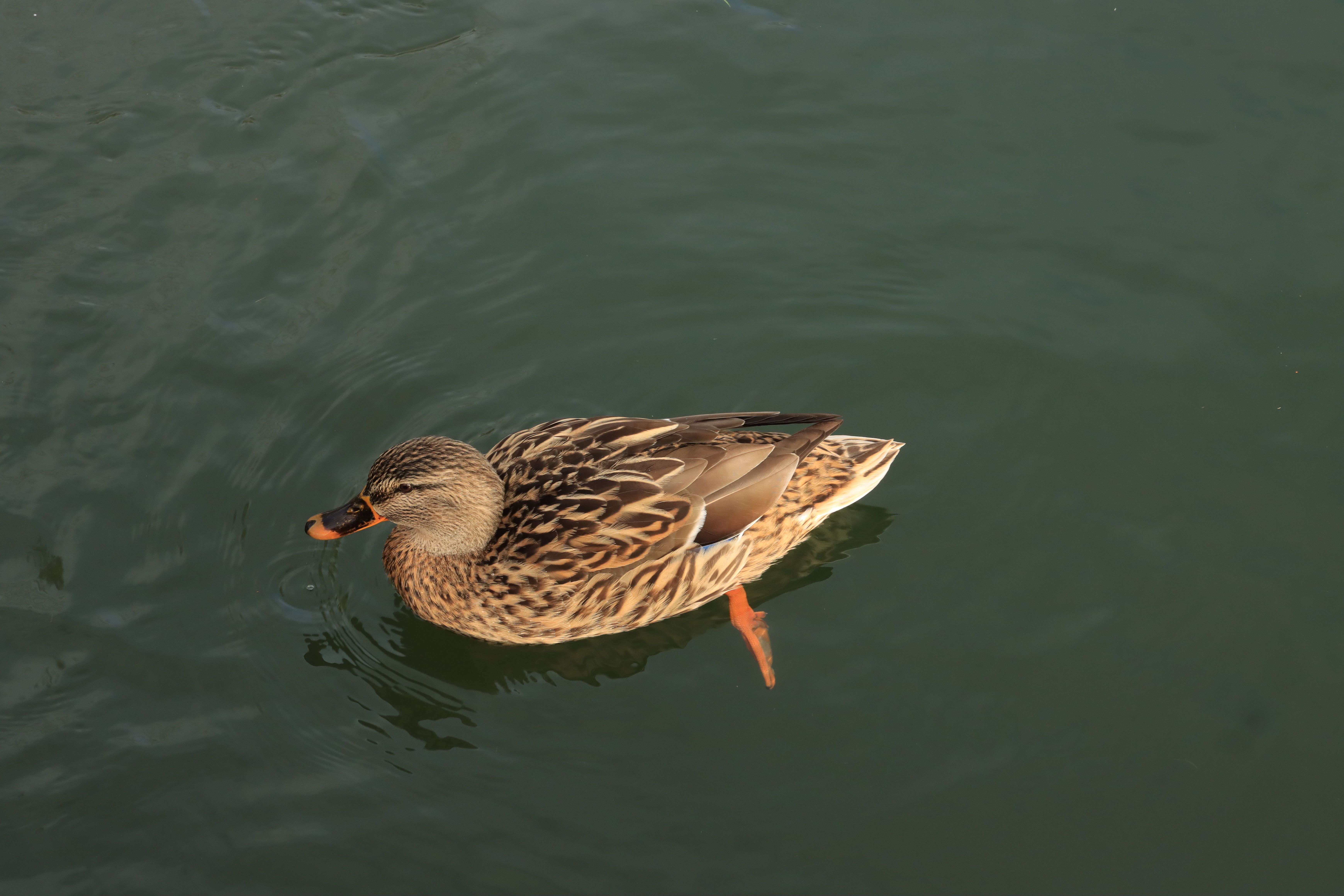 Duck Swimming on Water · Free Stock Photo