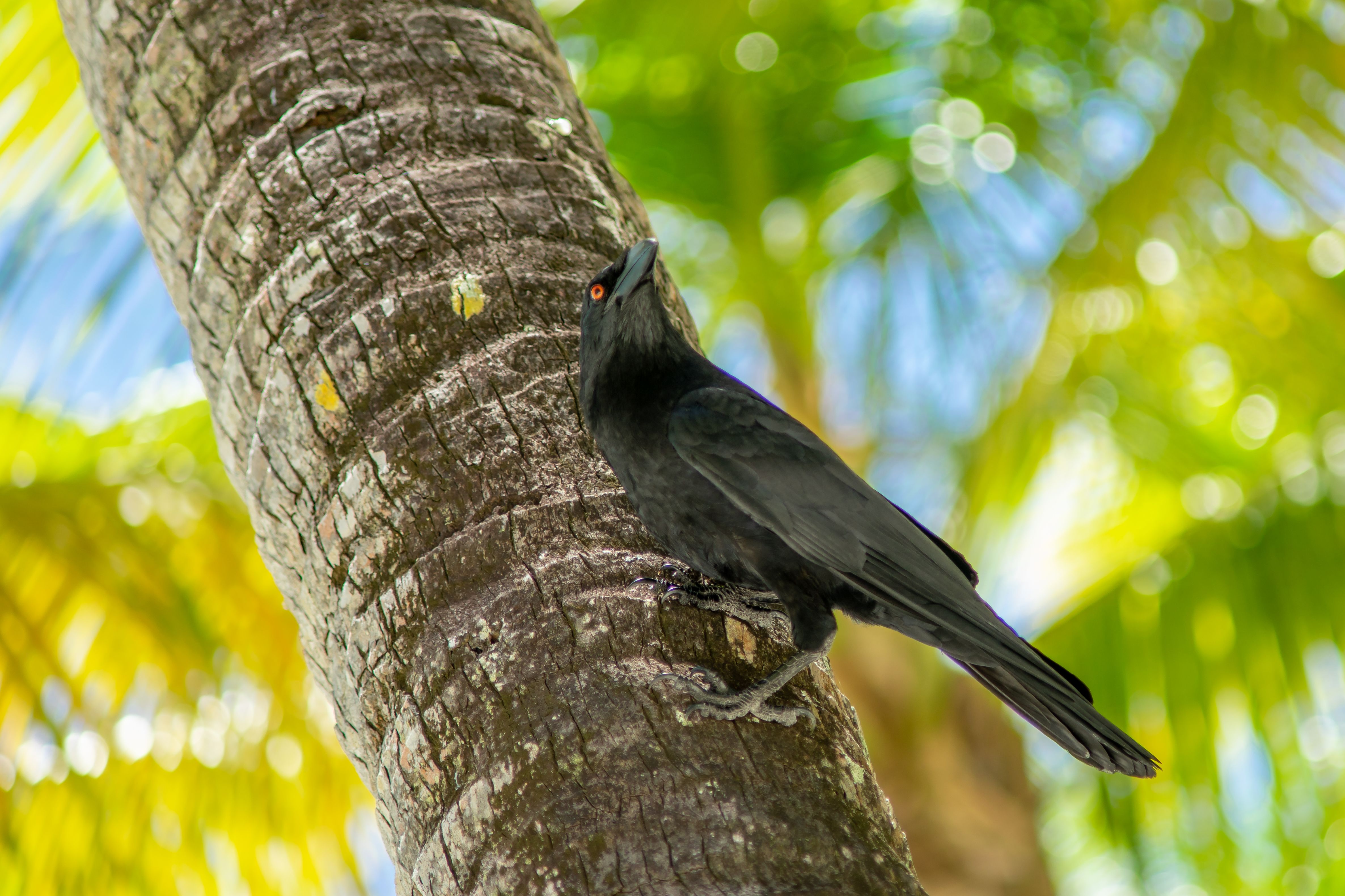 Foto de stock gratuita sobre al aire libre, ambiente tropical, animal ...